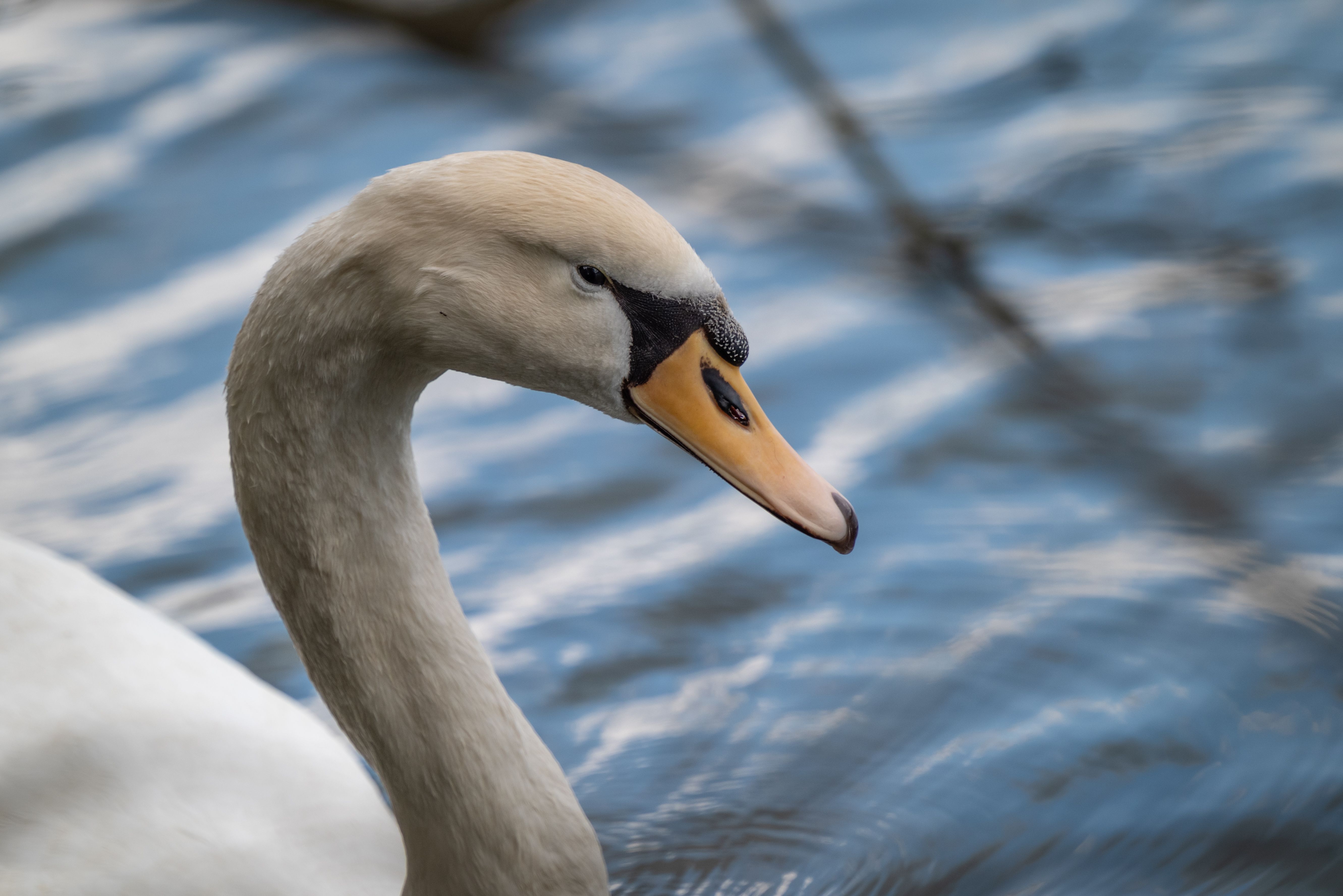 Head of Swan · Free Stock Photo