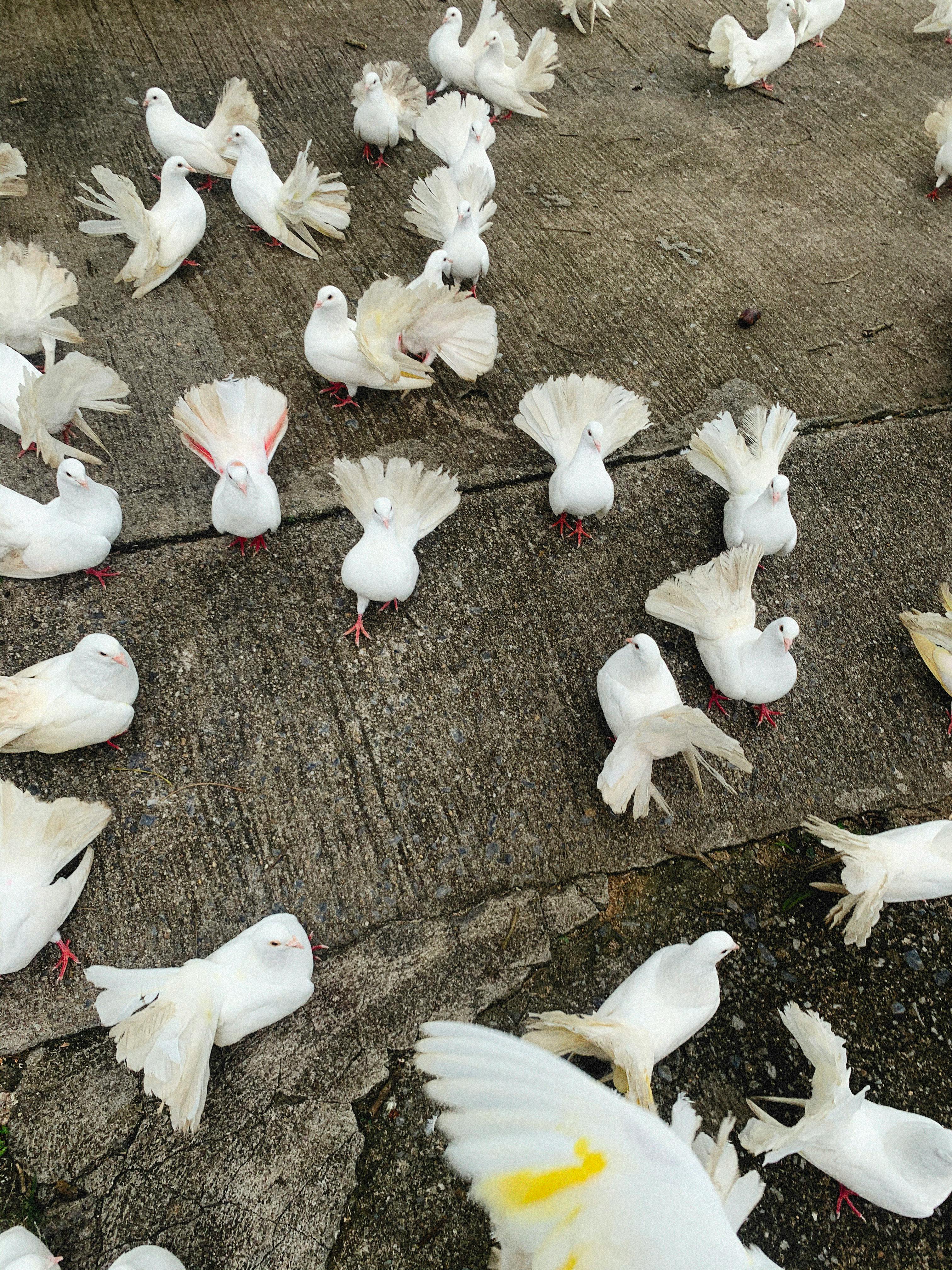 White Doves Photos, Download The BEST Free White Doves Stock Photos ...