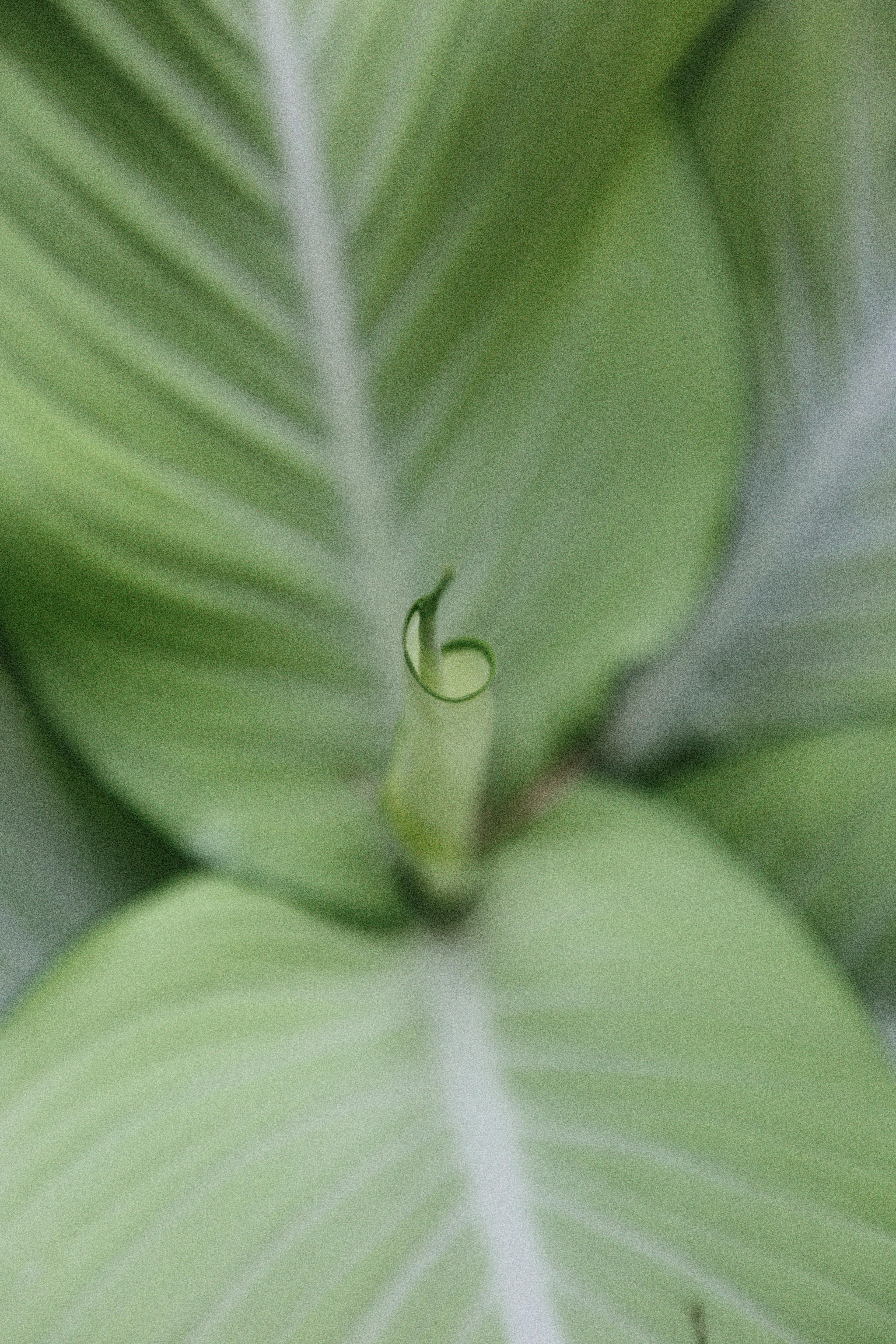 Shoot Leaf Growth in a Plant · Free Stock Photo