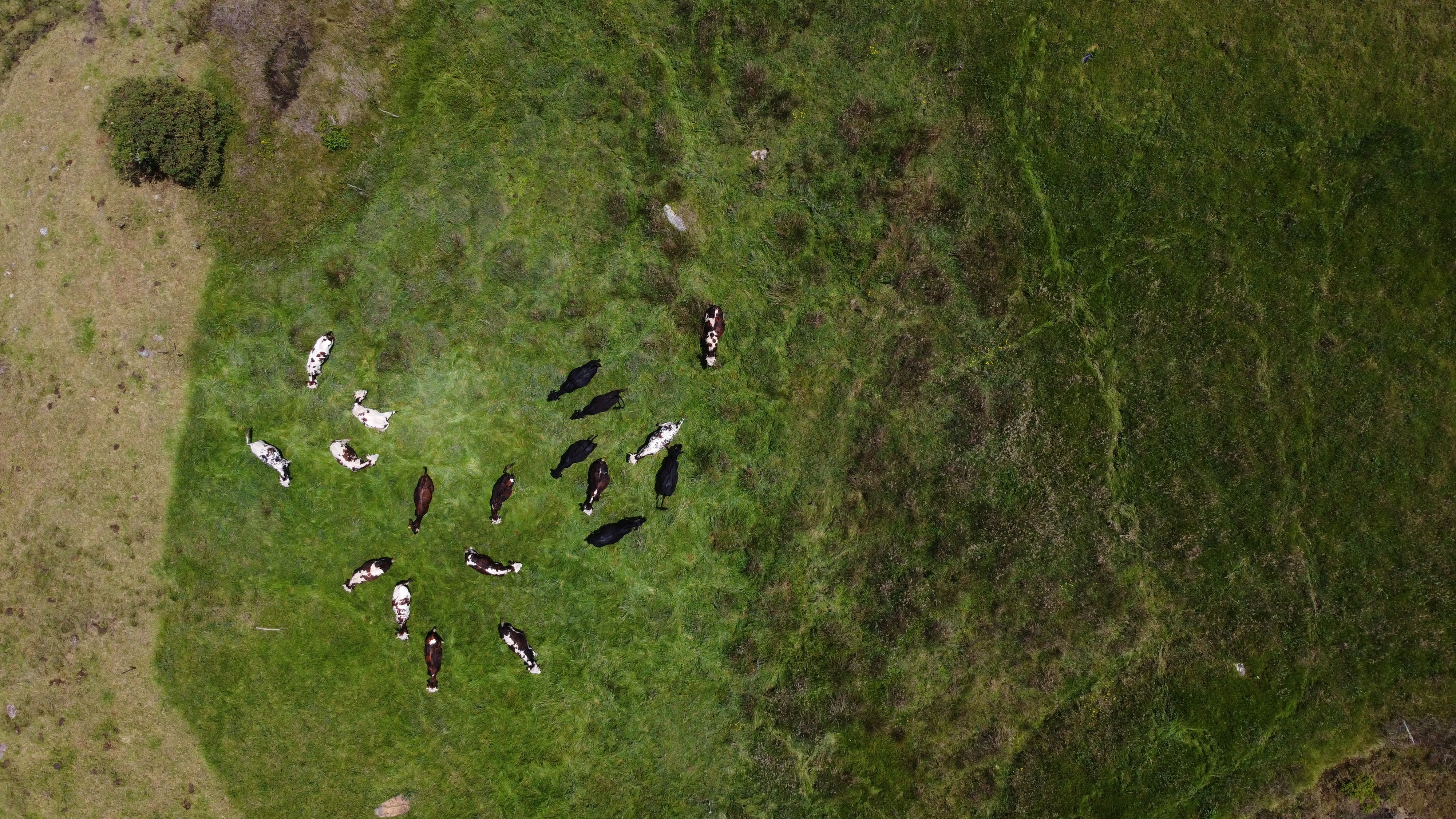 Drone Shot Of Cows On A Pasture · Free Stock Photo