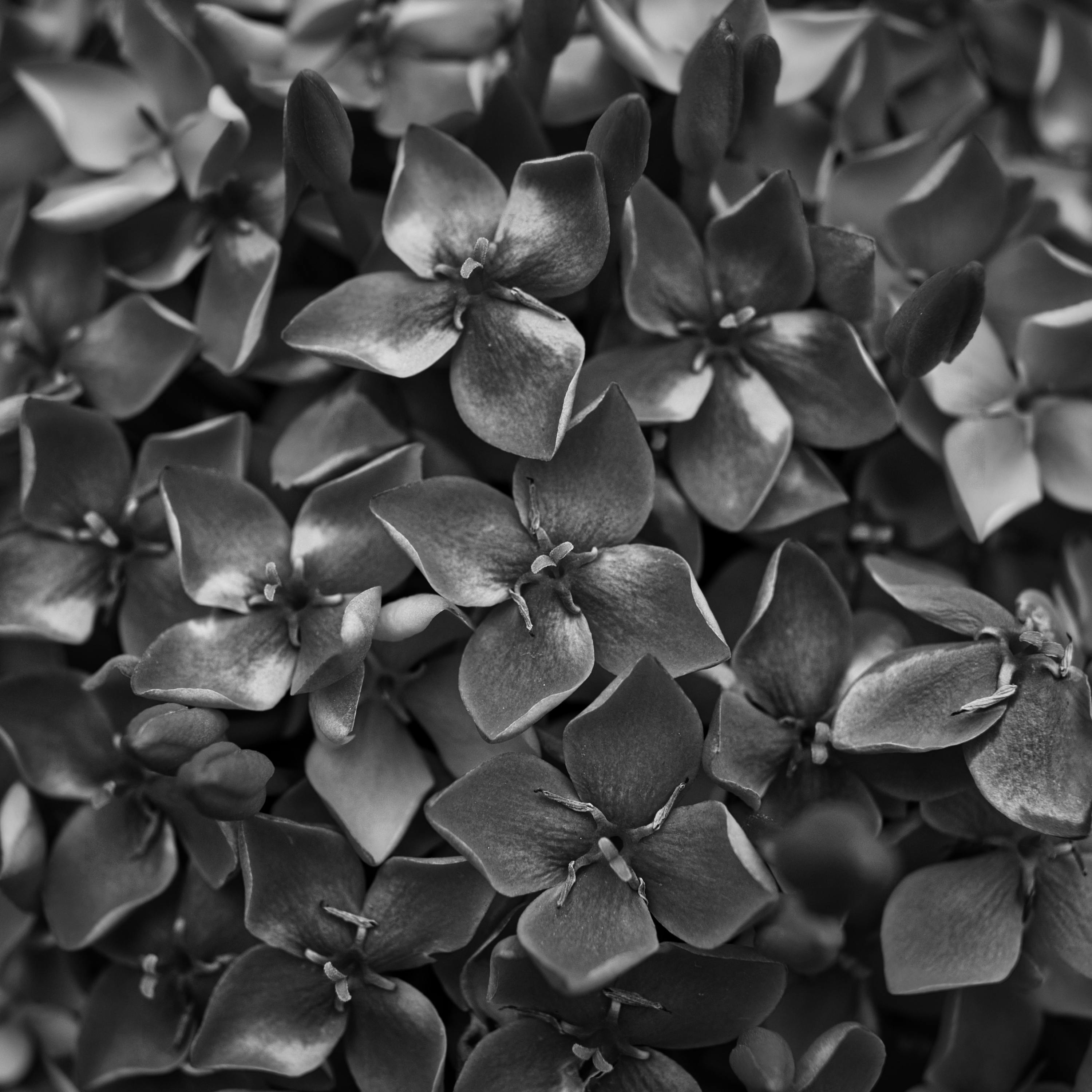 Grayscale Photo of Plants · Free Stock Photo