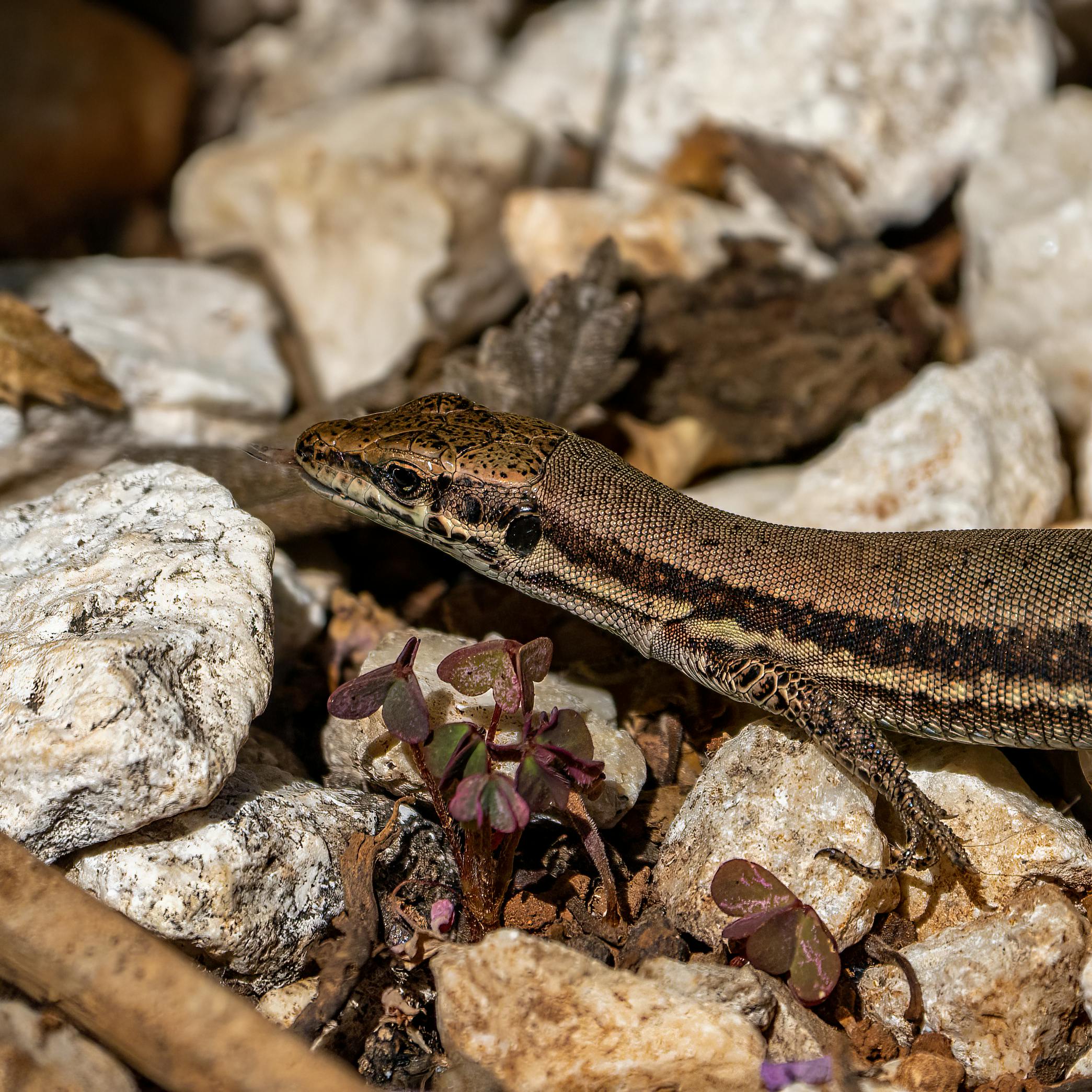 A Lizard with a Raspberry on its Head · Free Stock Photo