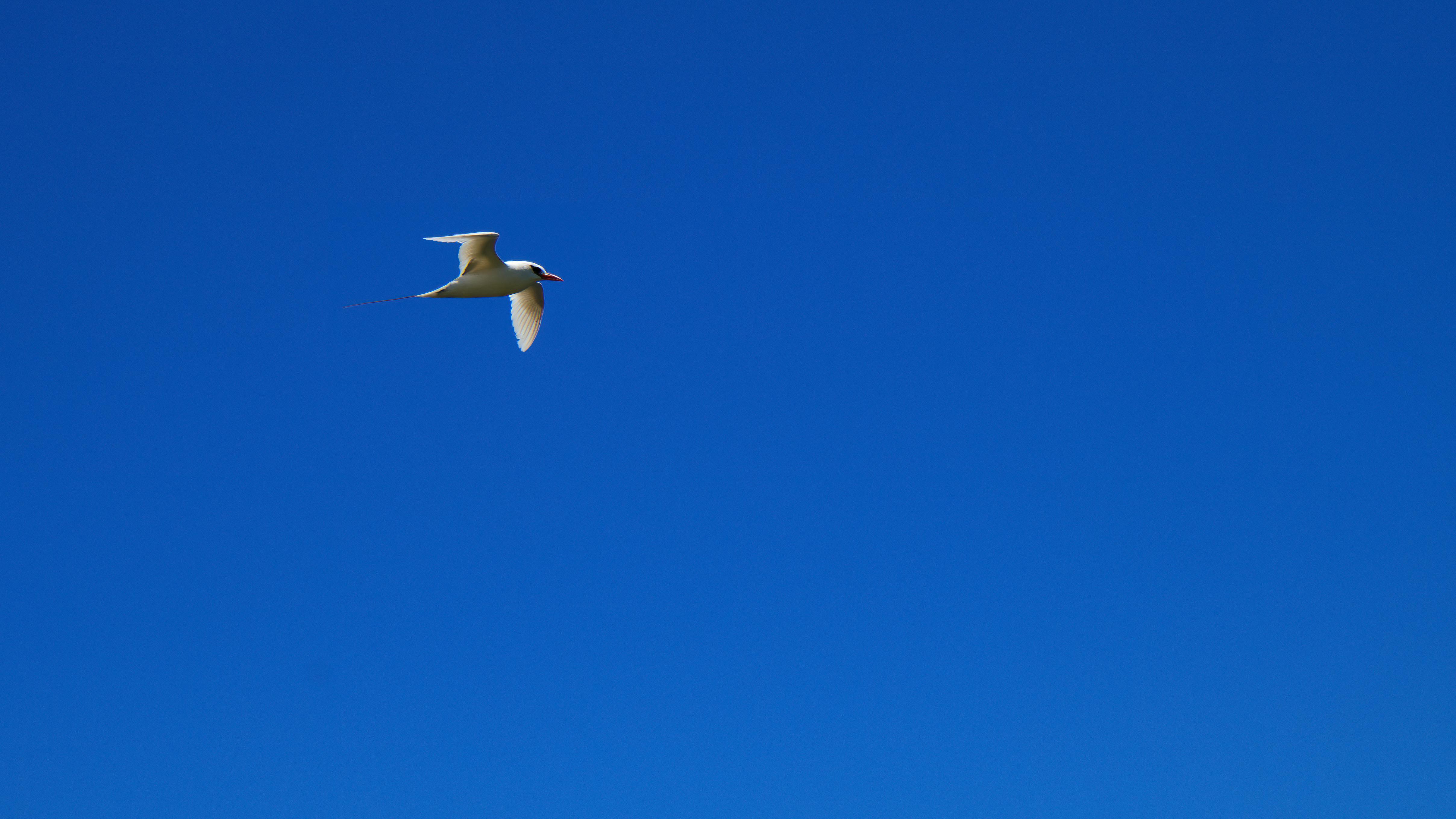 White Bird Flying Under Blue Sky · Free Stock Photo