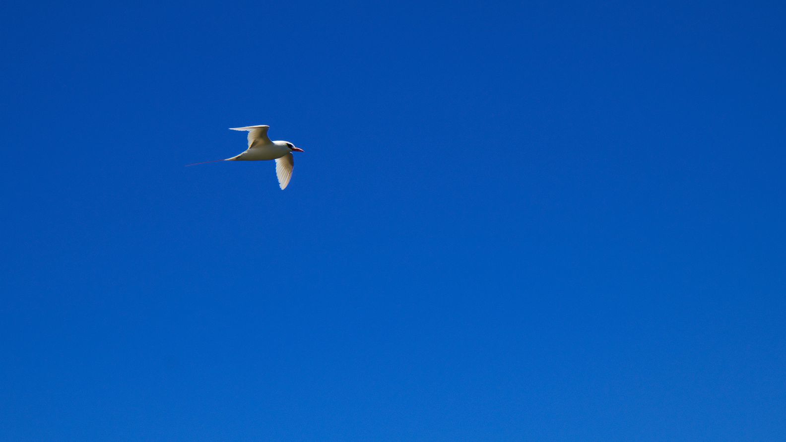 White Tailed Tropicbird: Facts, Habitat, and Behavior