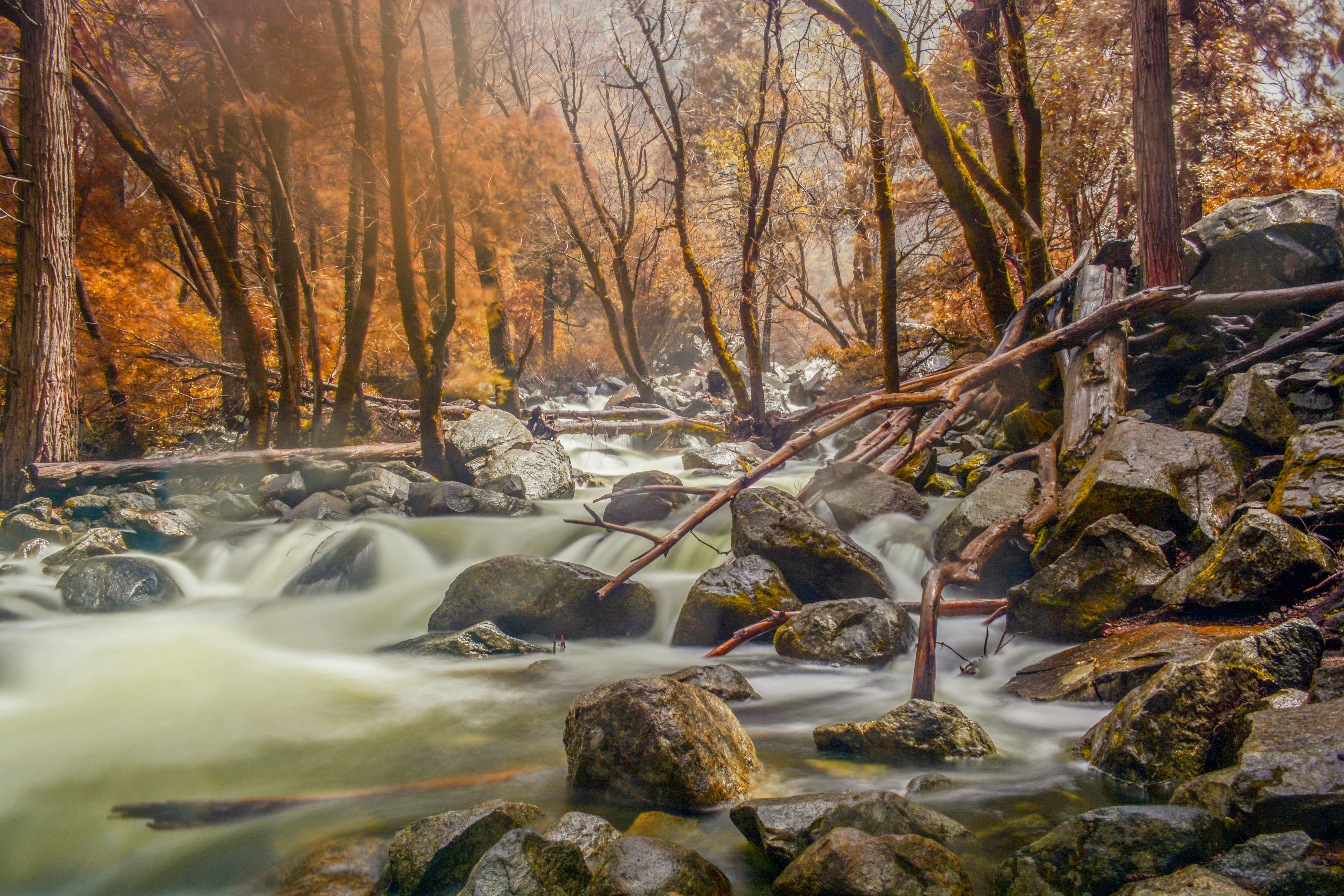 Brown Trees Beside the River · Free Stock Photo