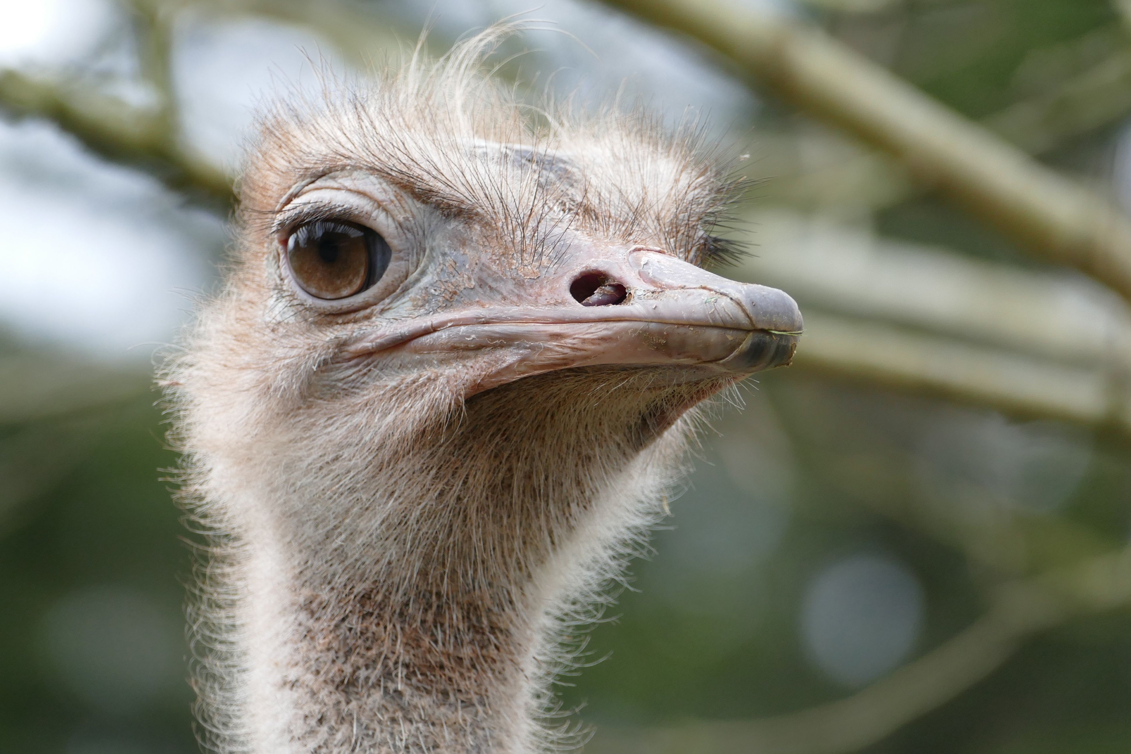 Ostrich in Close Up Photography · Free Stock Photo