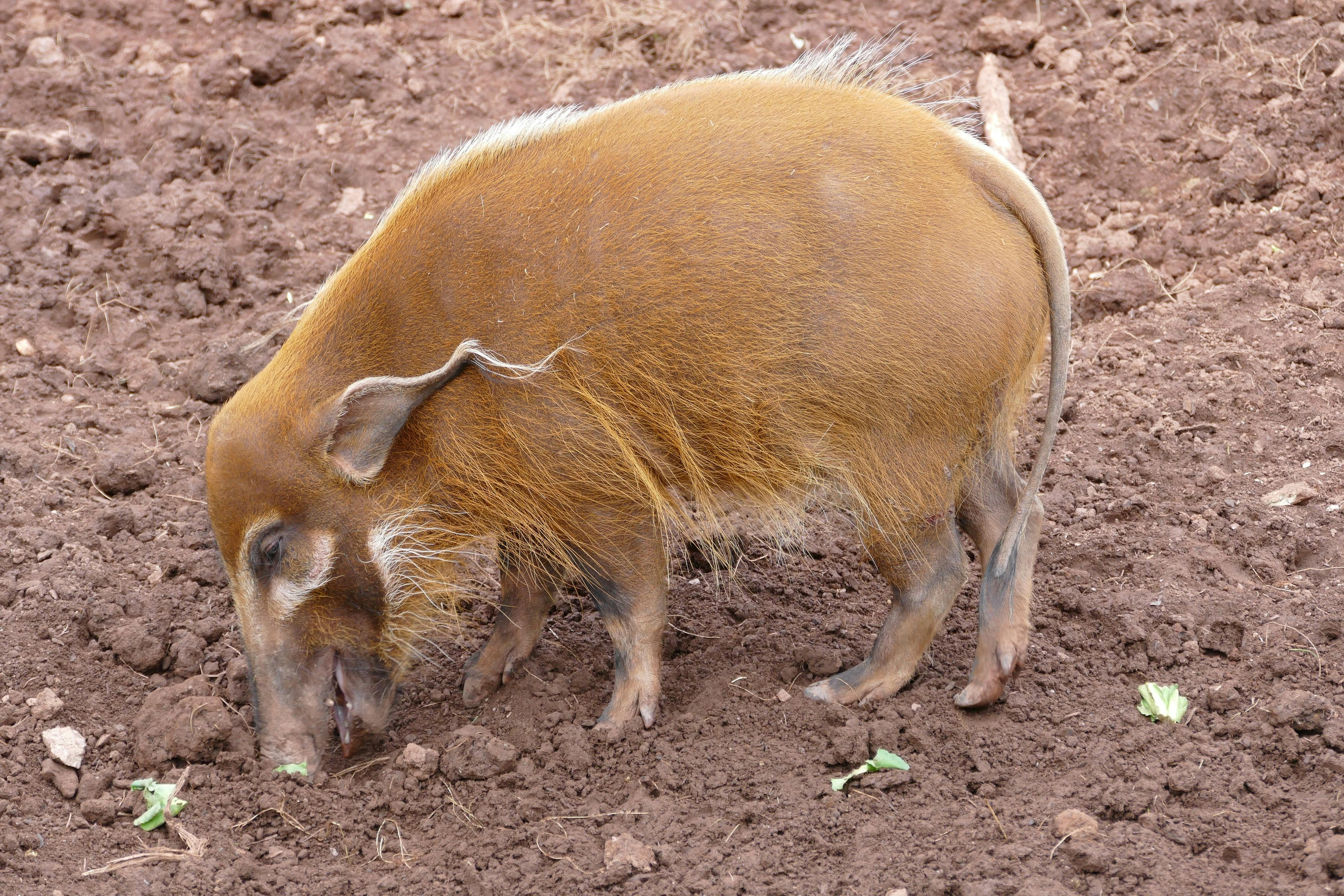 Red River Hog in Close Up Shot · Free Stock Photo