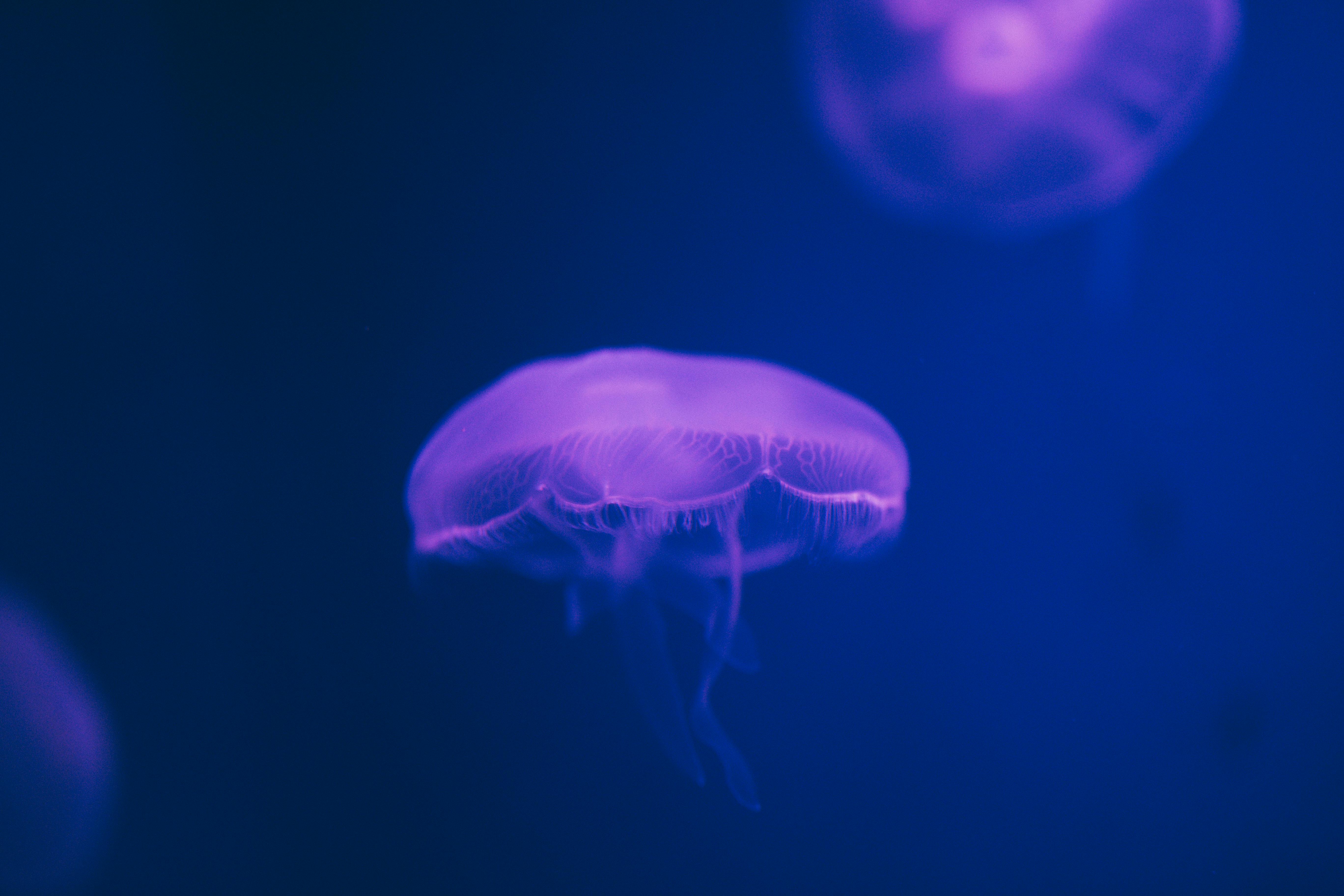 Close-Up Photo of Small Jellyfish · Free Stock Photo