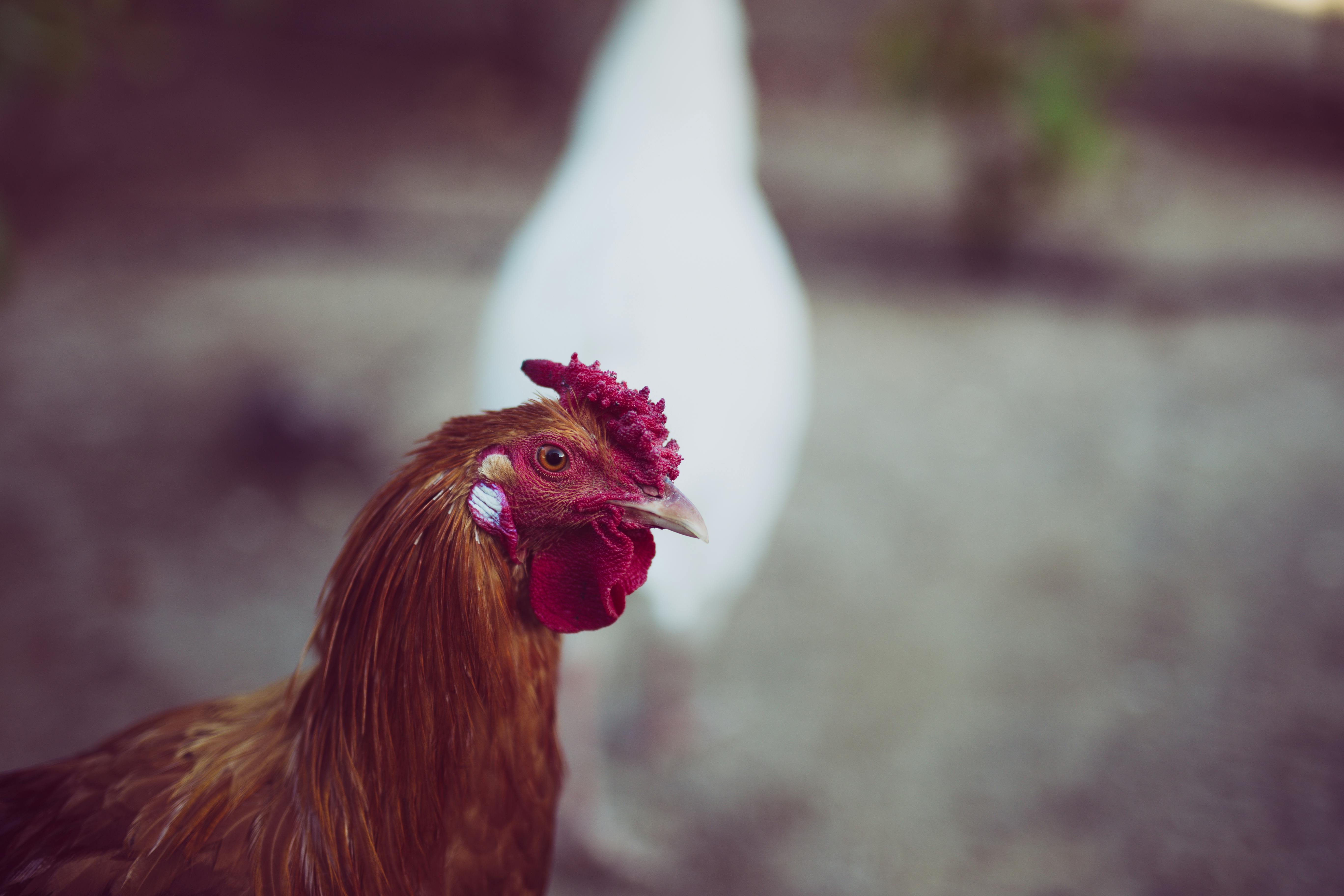 White Bird in Dark Background · Free Stock Photo
