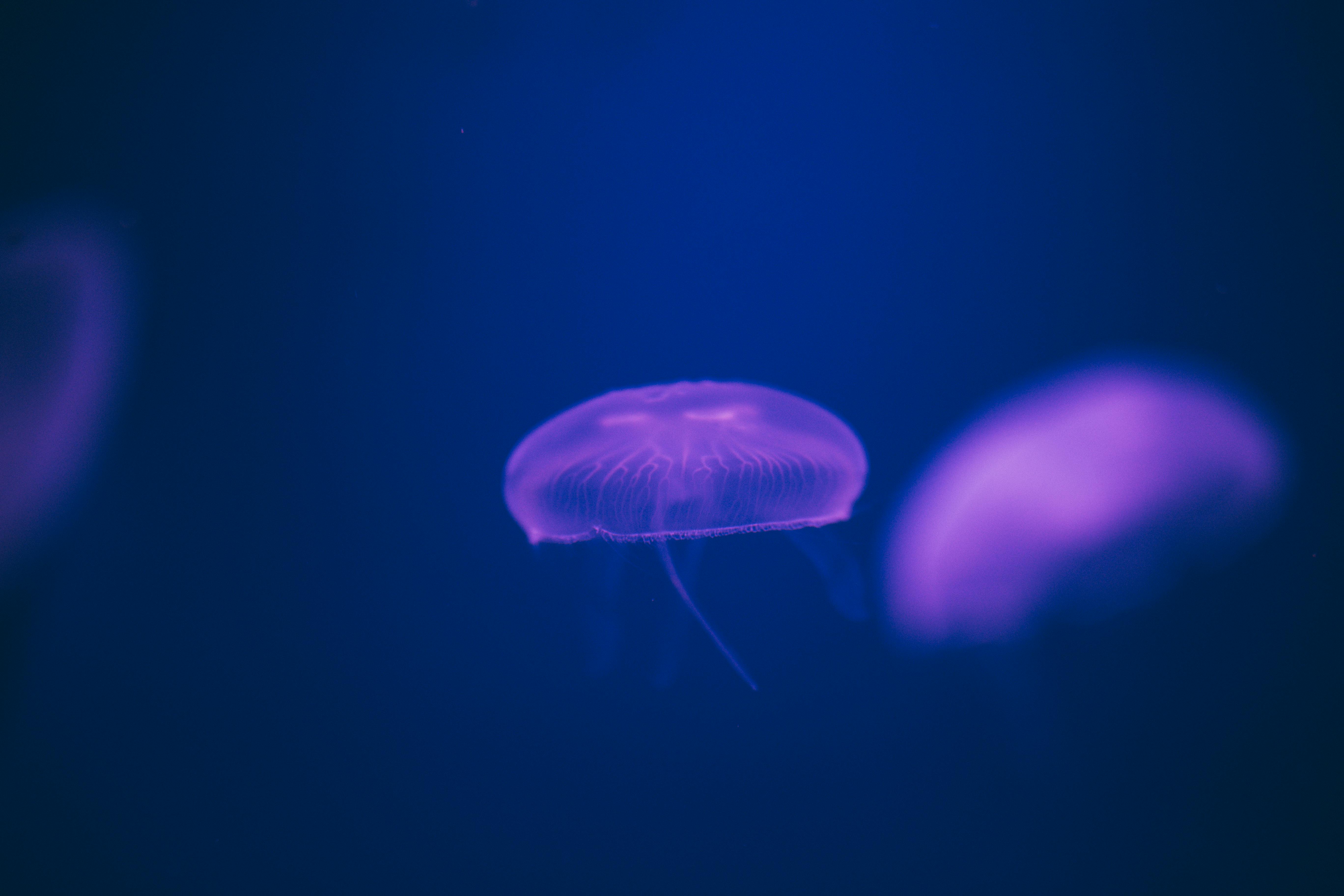 A Jellyfish and an Octopus Underwater · Free Stock Photo