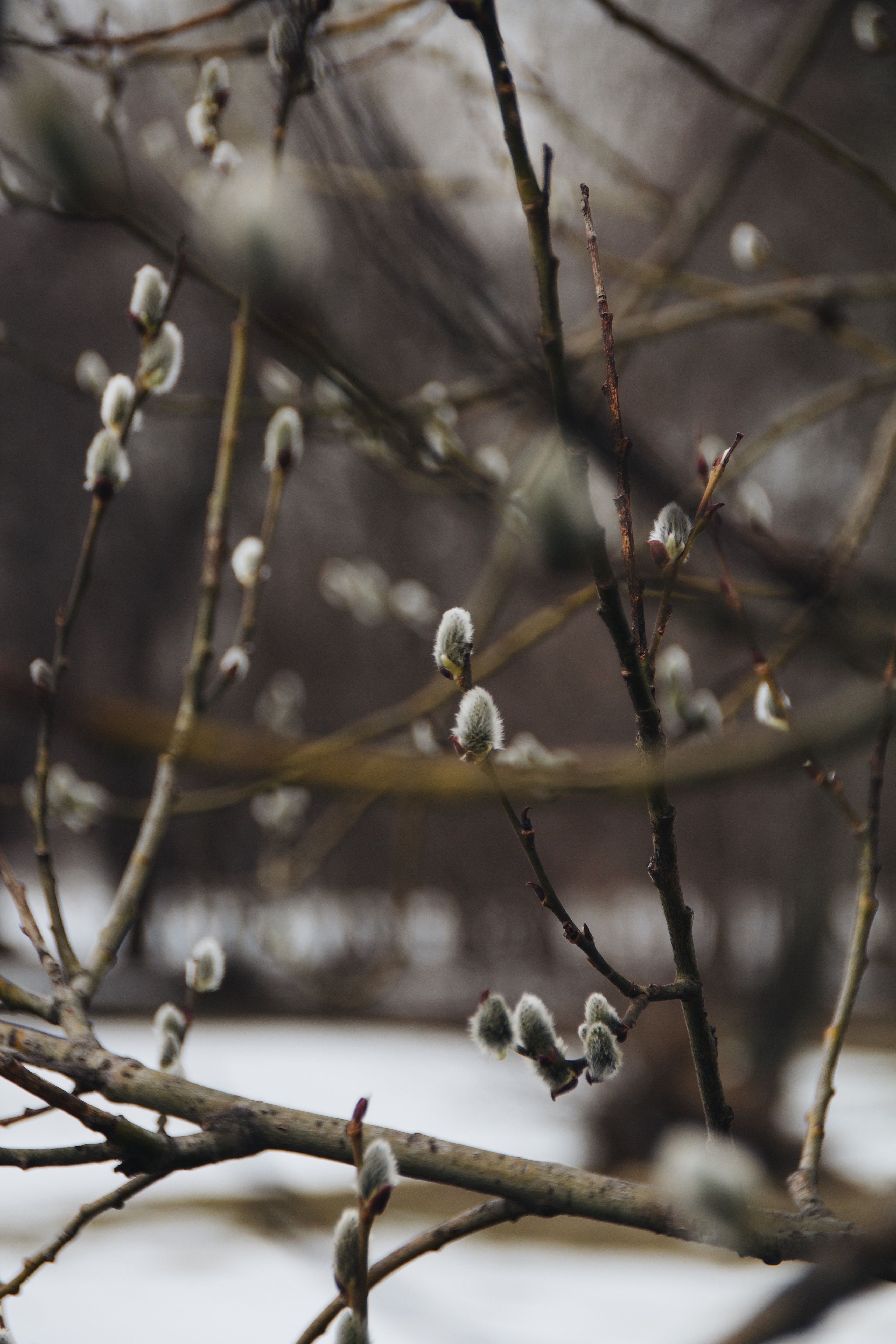 Close-Up Shot of Tree Branches · Free Stock Photo