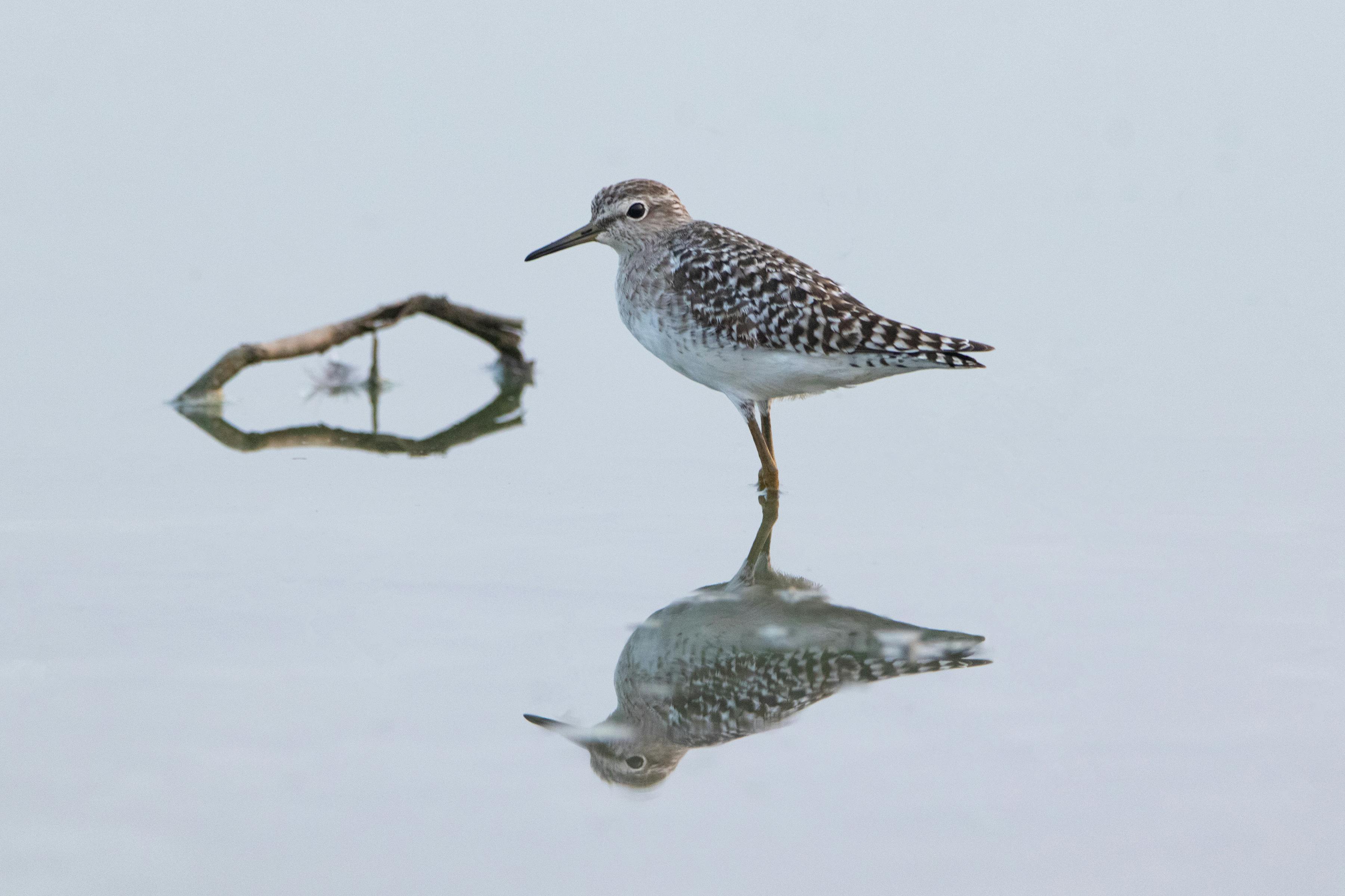 Sandpiper Photos, Download The BEST Free Sandpiper Stock Photos & HD Images