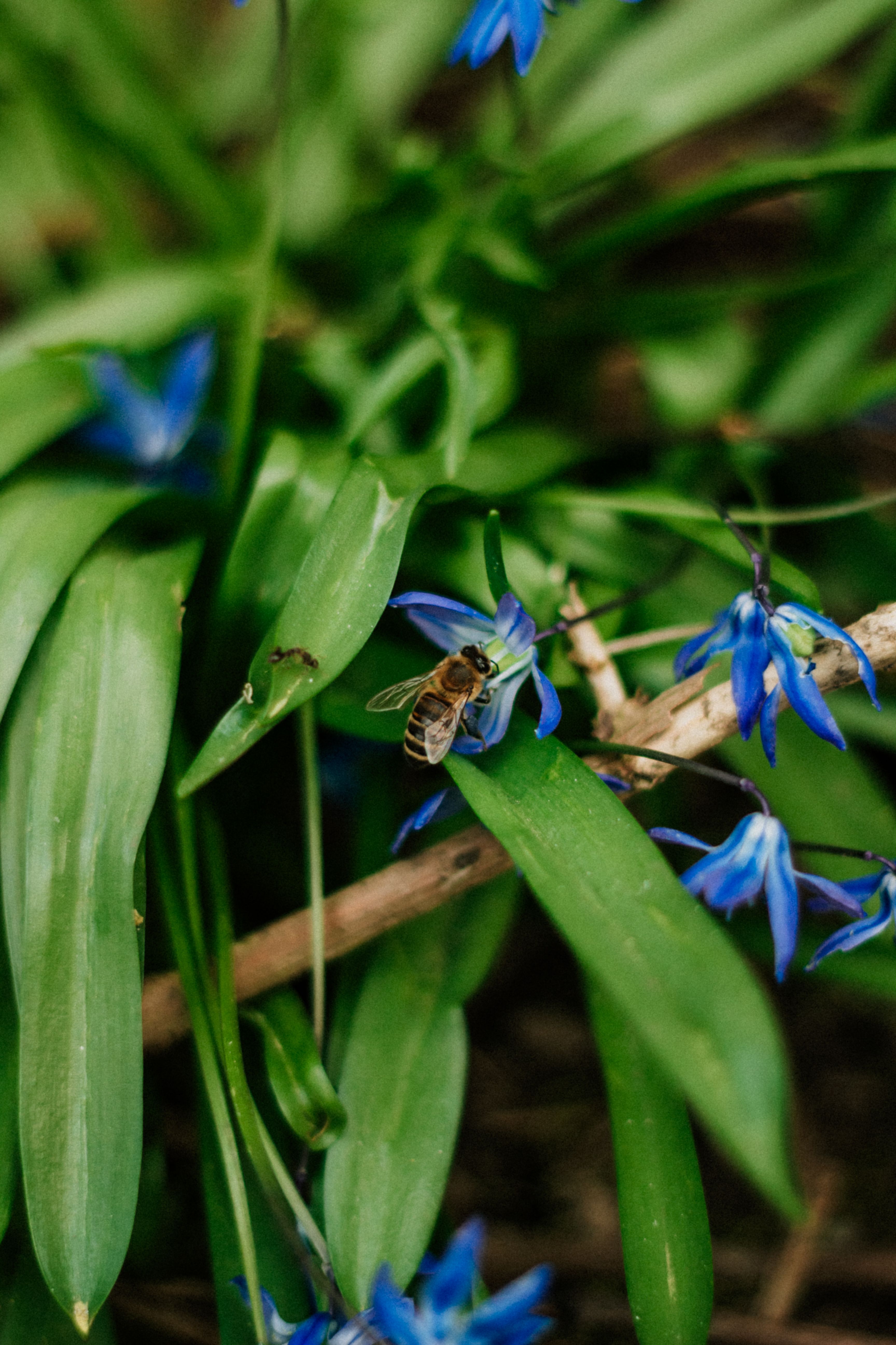 Blue Flower in Close Up Photography · Free Stock Photo