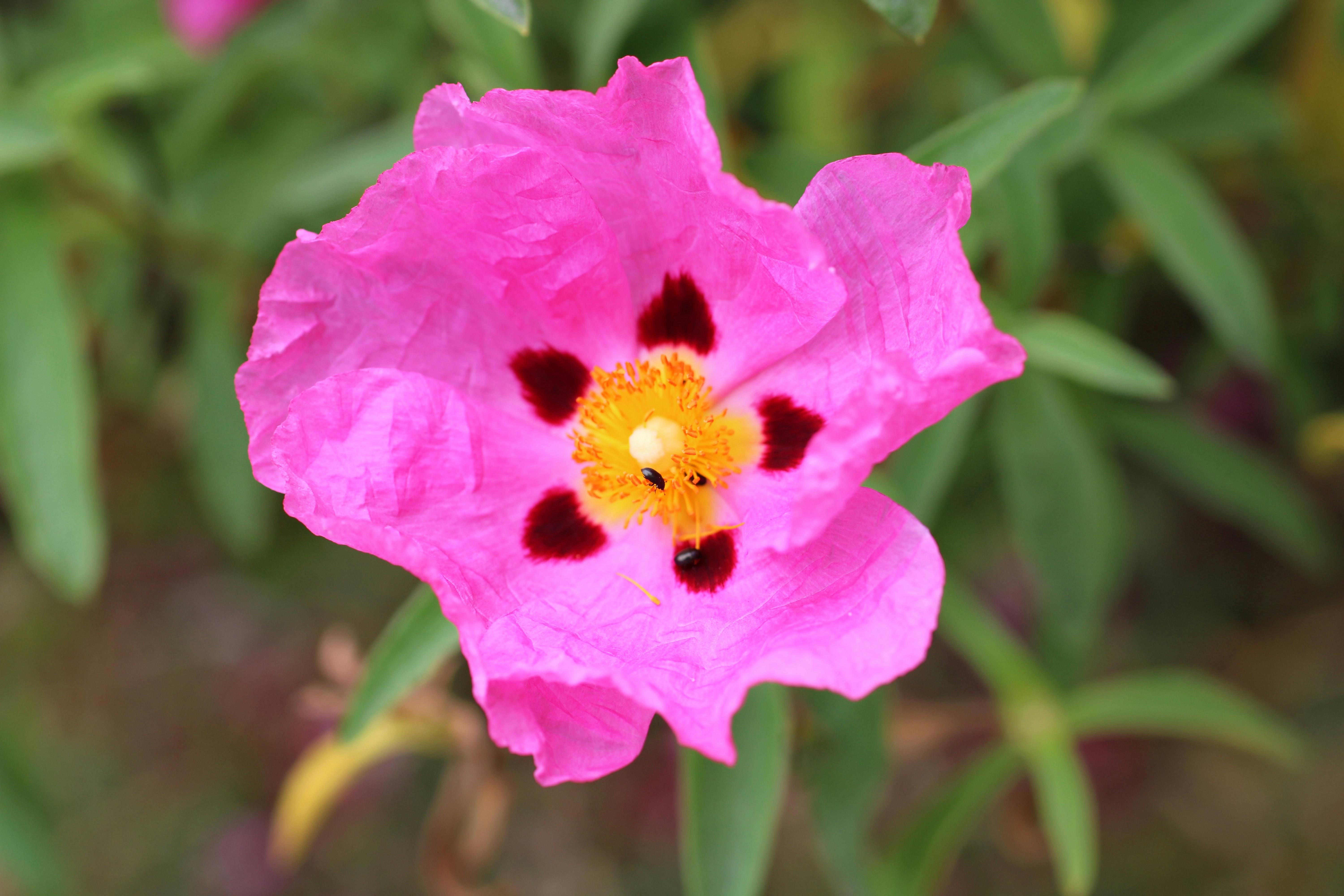 Free stock photo of bug, bugs, caryophyllales