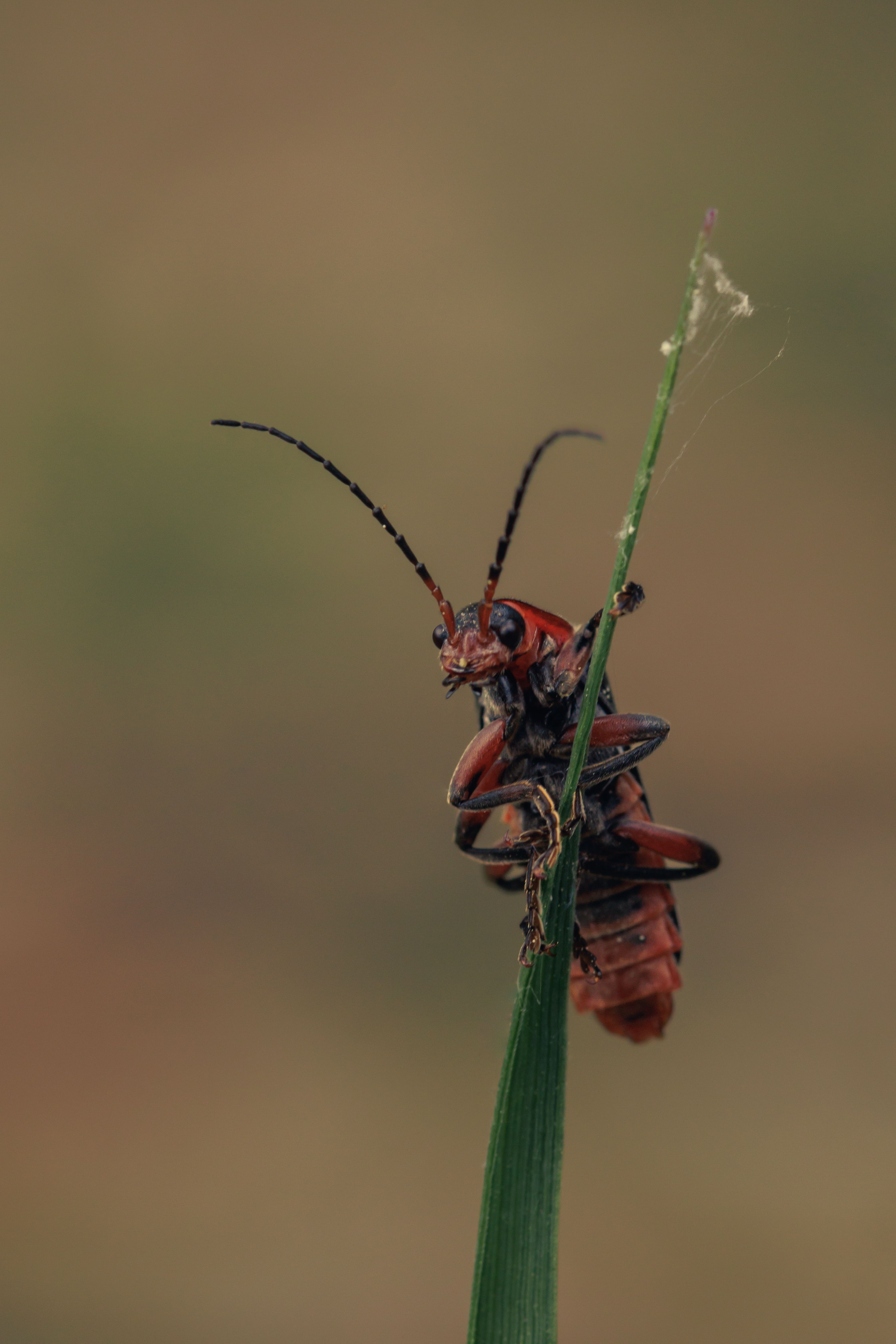 Close-Up Shot of a Bug on a Tree Trunk · Free Stock Photo