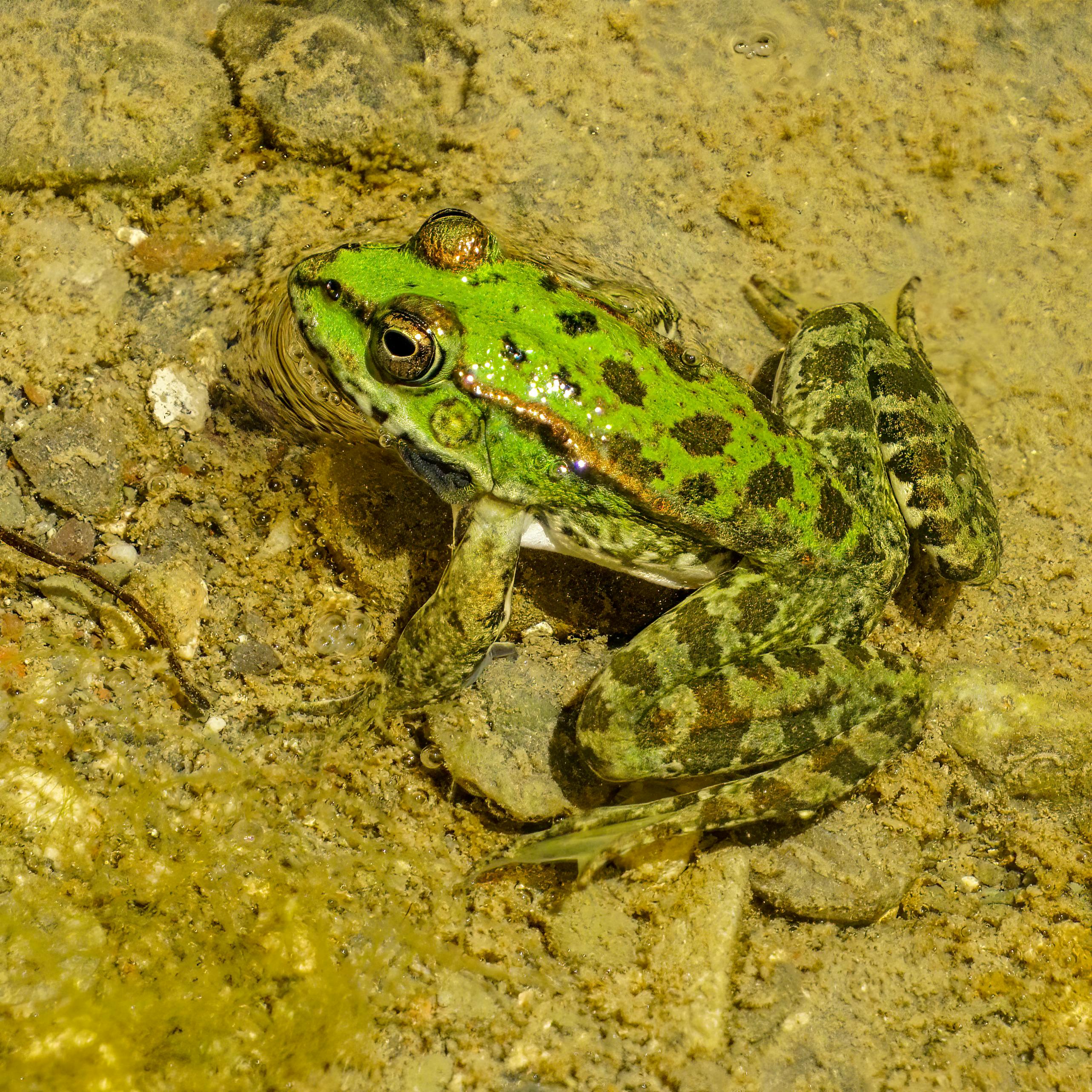 8k Wallpaper Frog Photos, Download The BEST Free 8k Wallpaper Frog ...