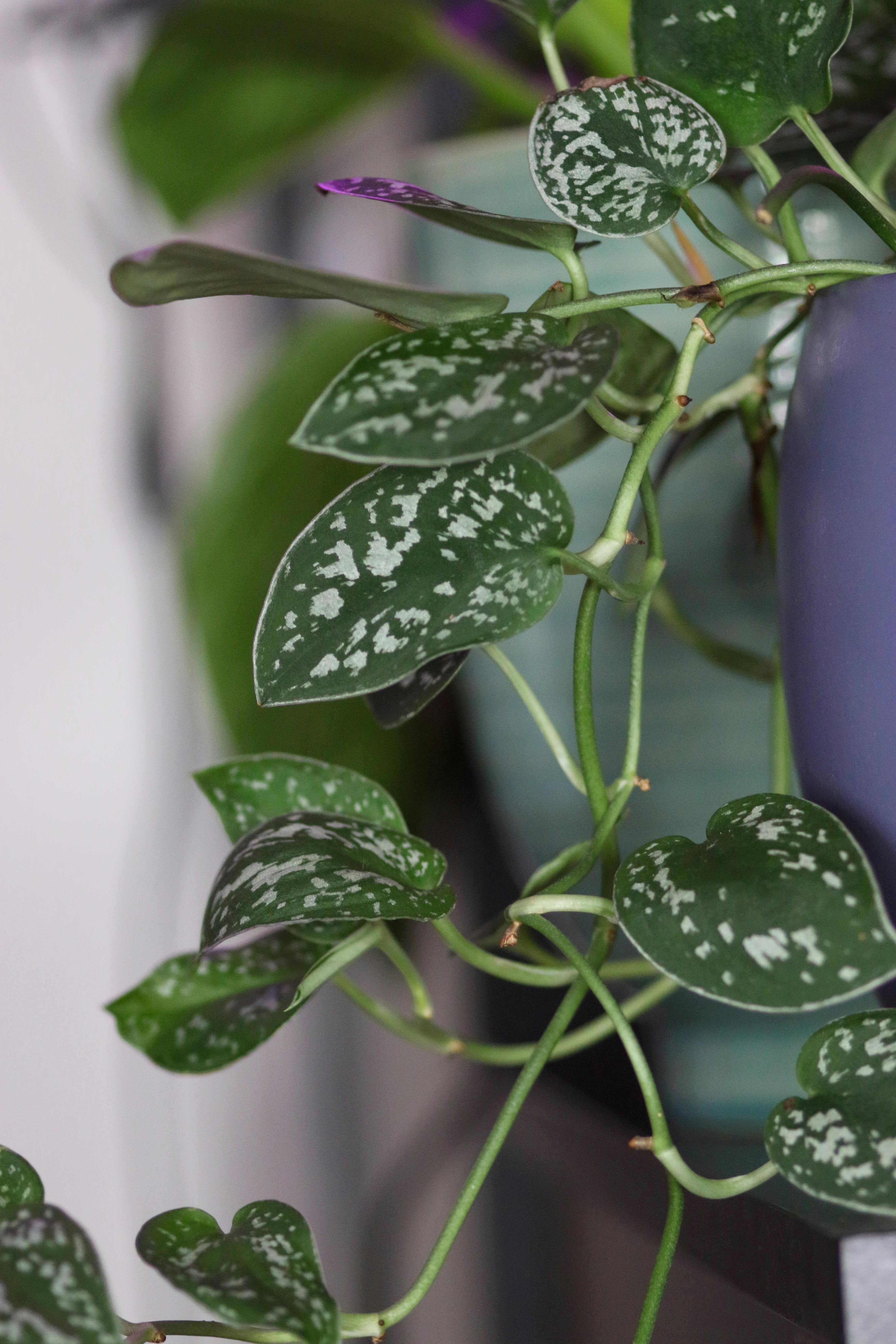 Plant Growth Photos, Download The BEST Free Plant Growth Stock Photos ...