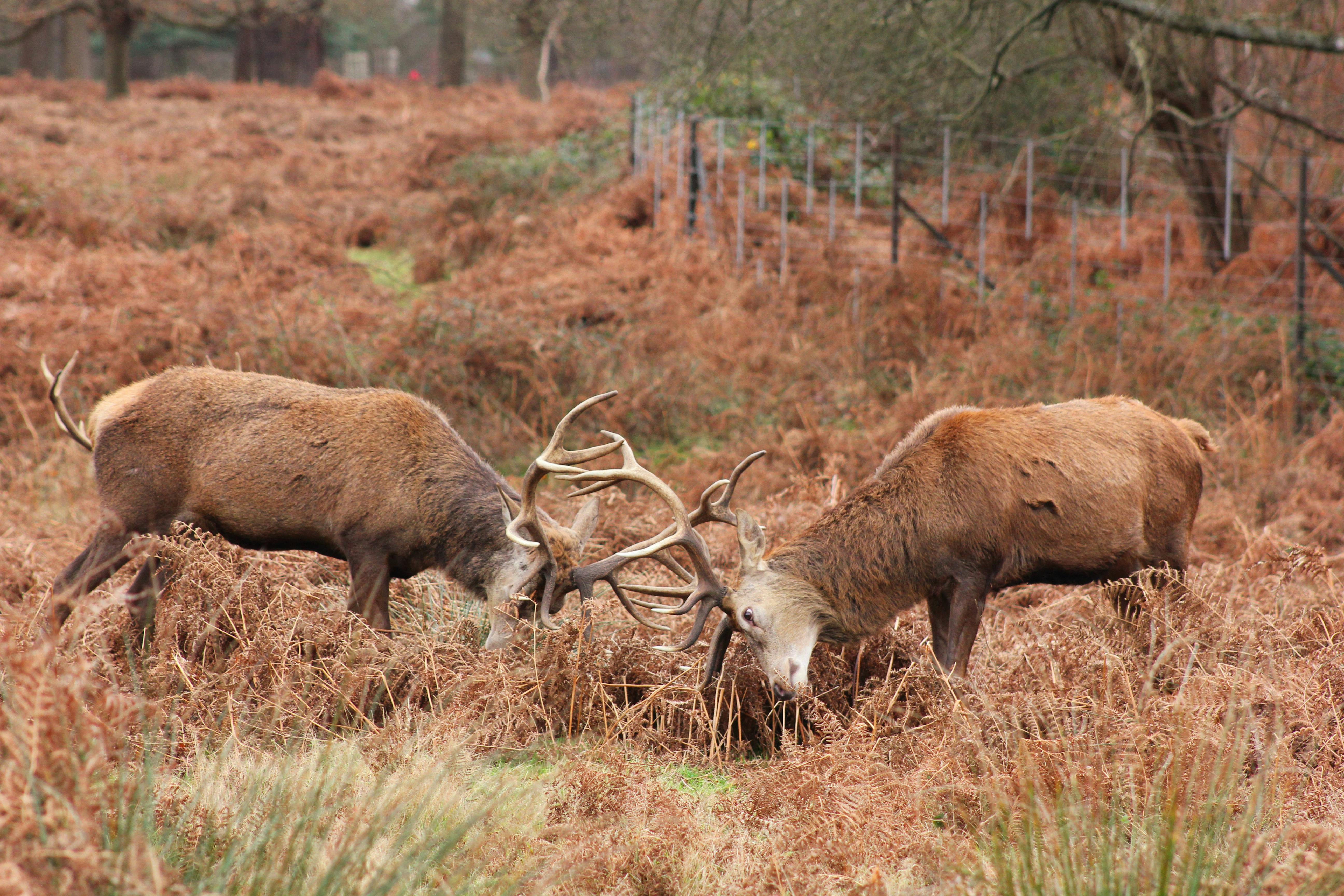 Deer with Locked Antlers · Free Stock Photo