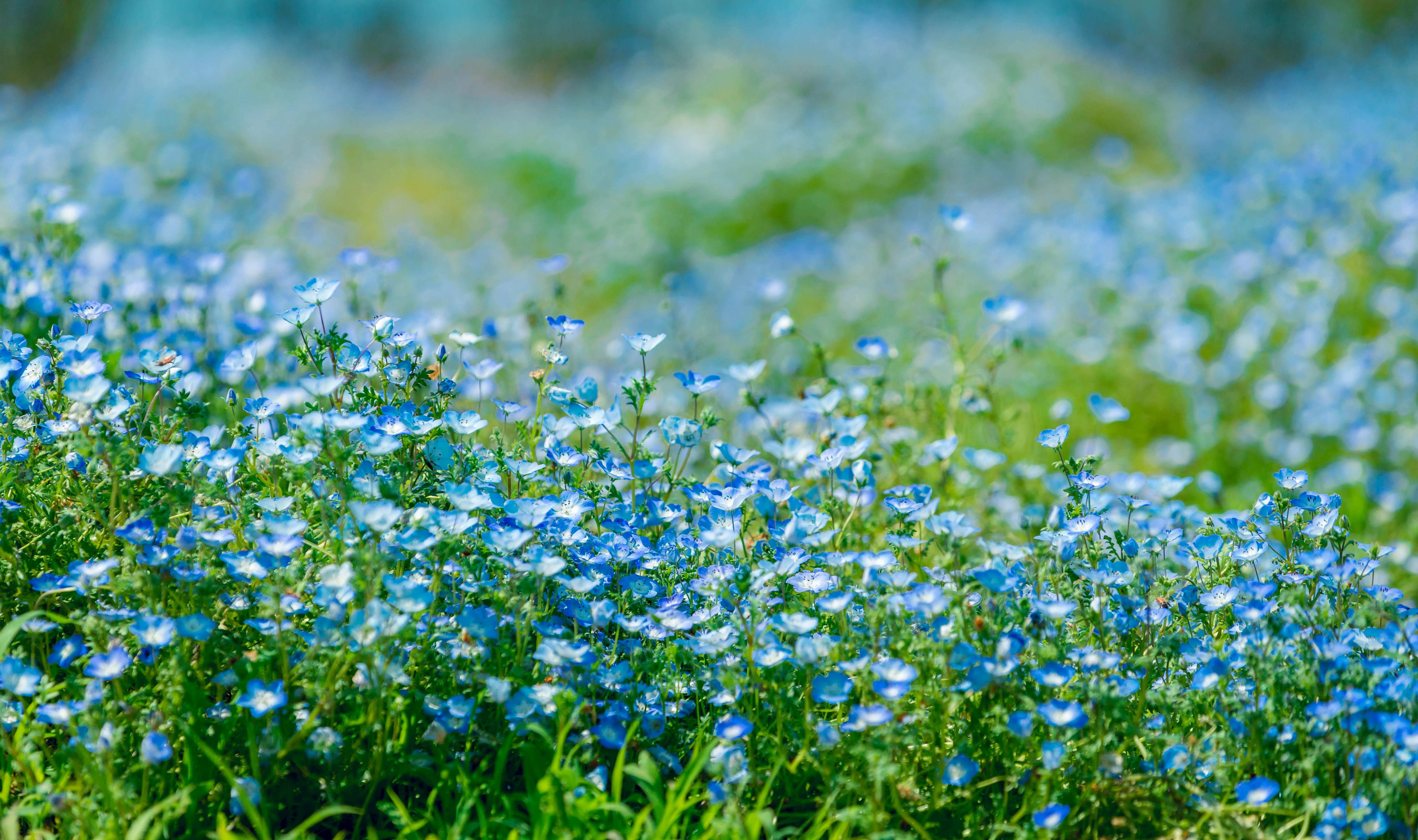 A Field of Baby Blue Eyes Flowers · Free Stock Photo