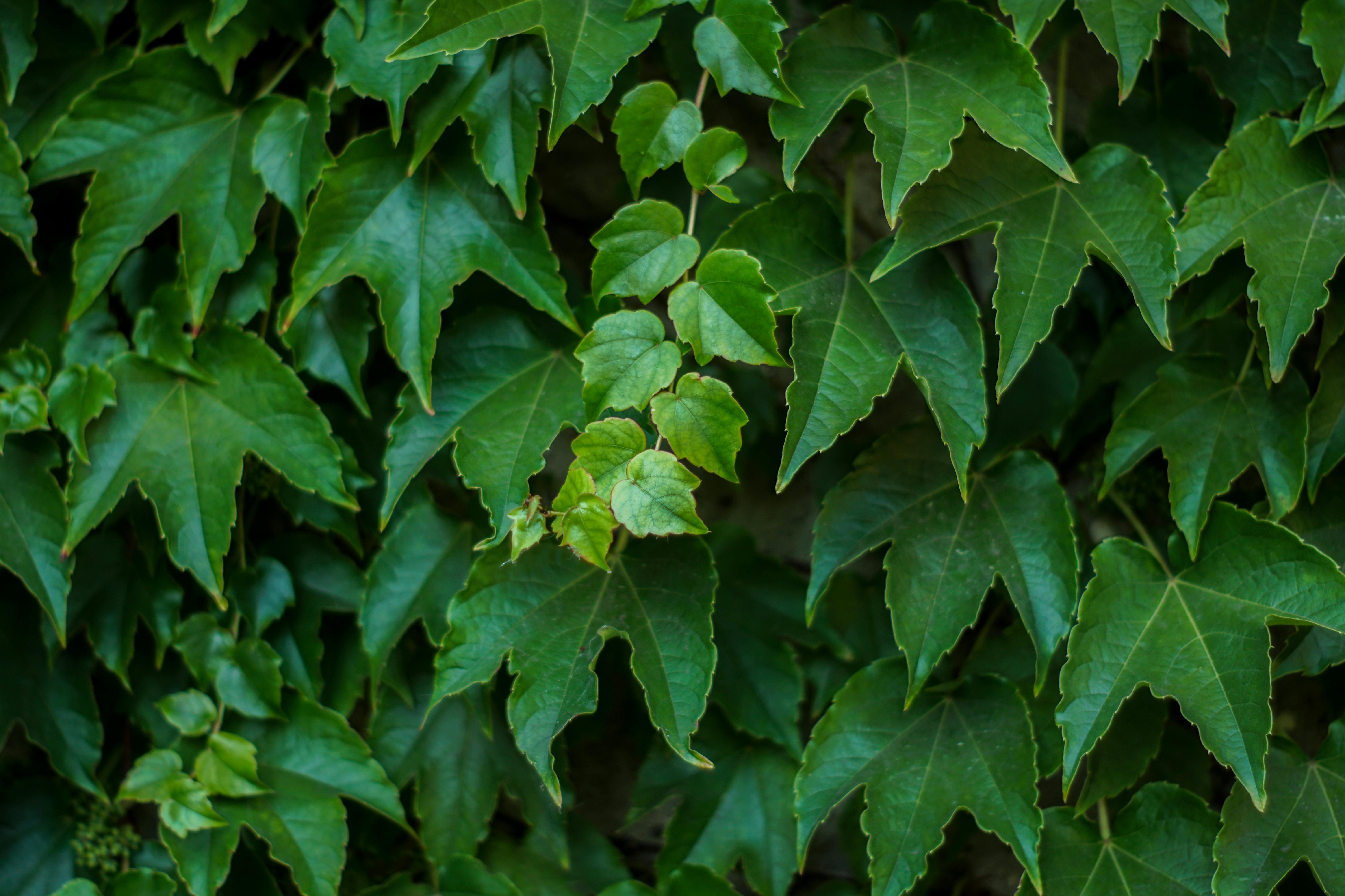 Ivy Plant Growing on Wall · Free Stock Photo