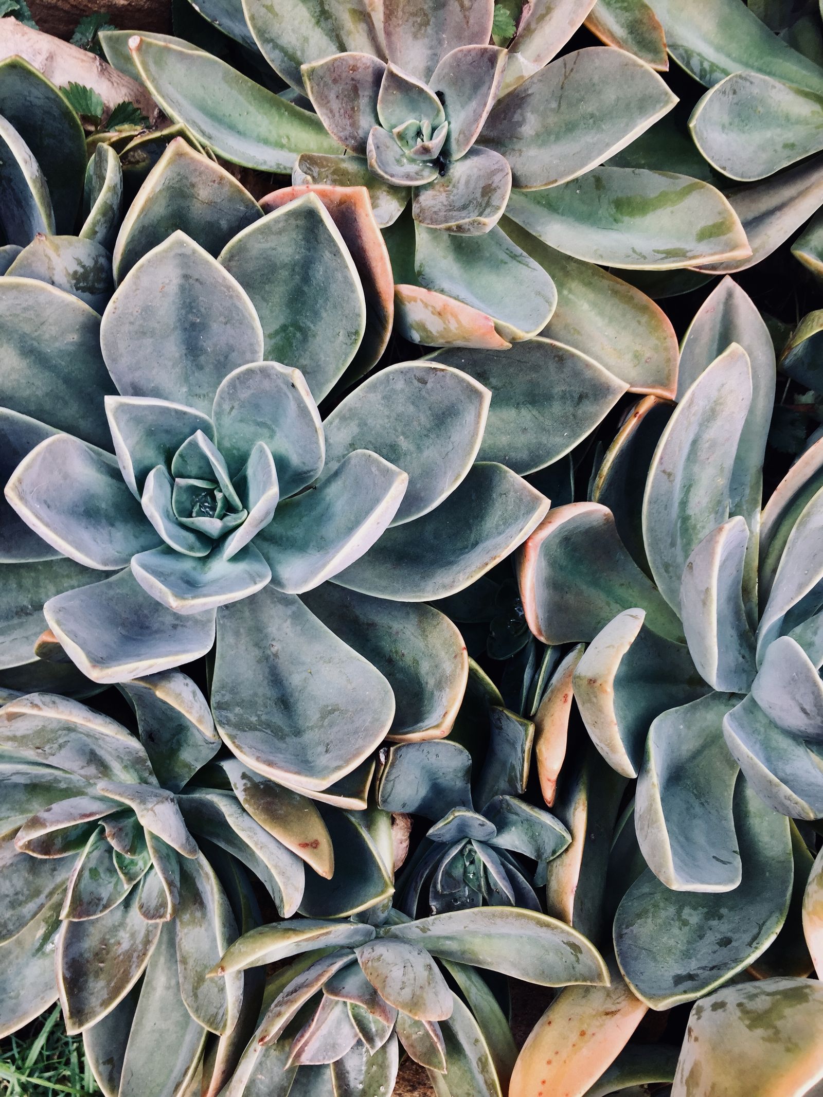 Succulent Photos, Download The BEST Free Succulent Stock Photos & HD Images