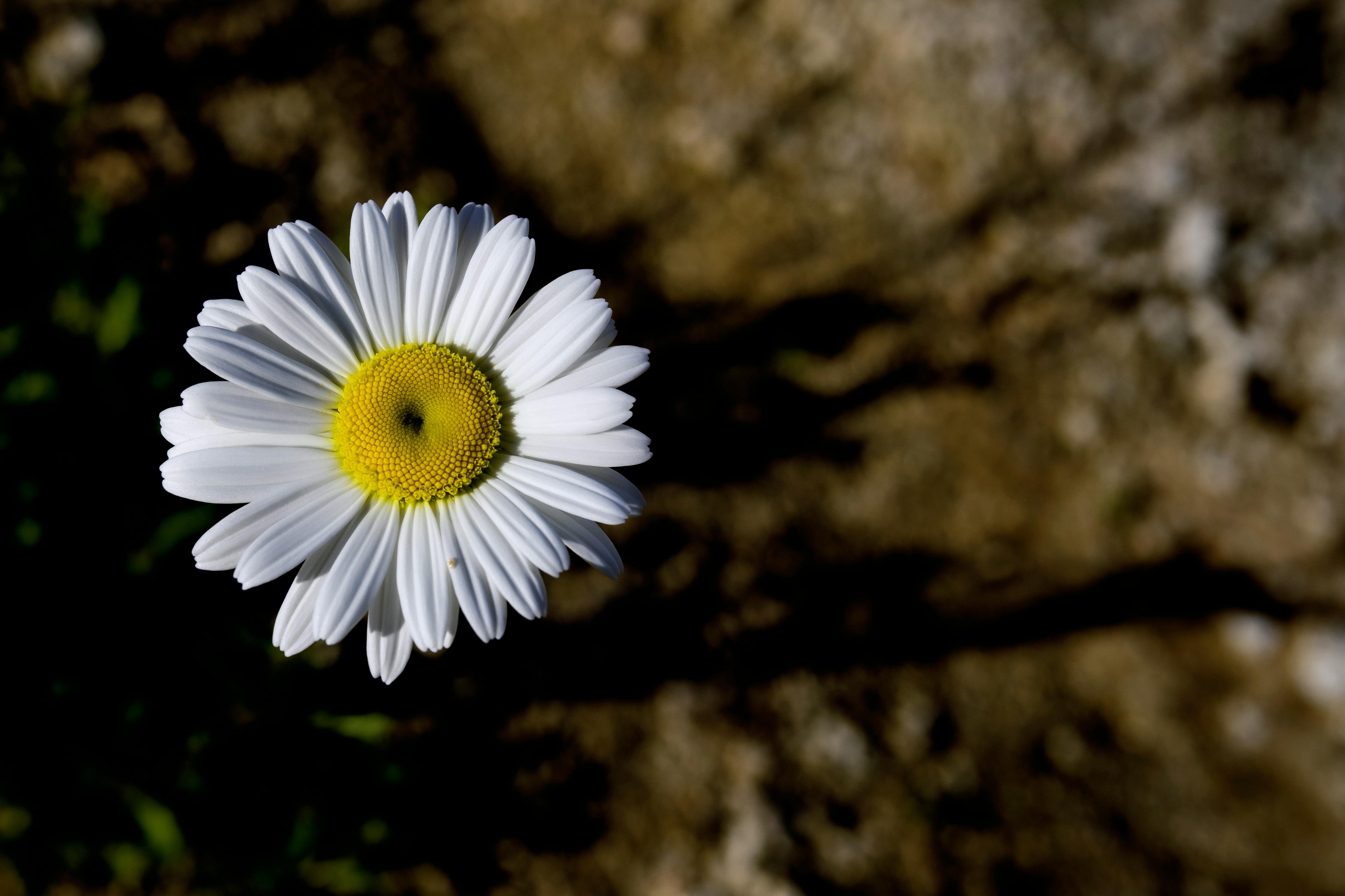Person Holding White Daisy Flower · Free Stock Photo