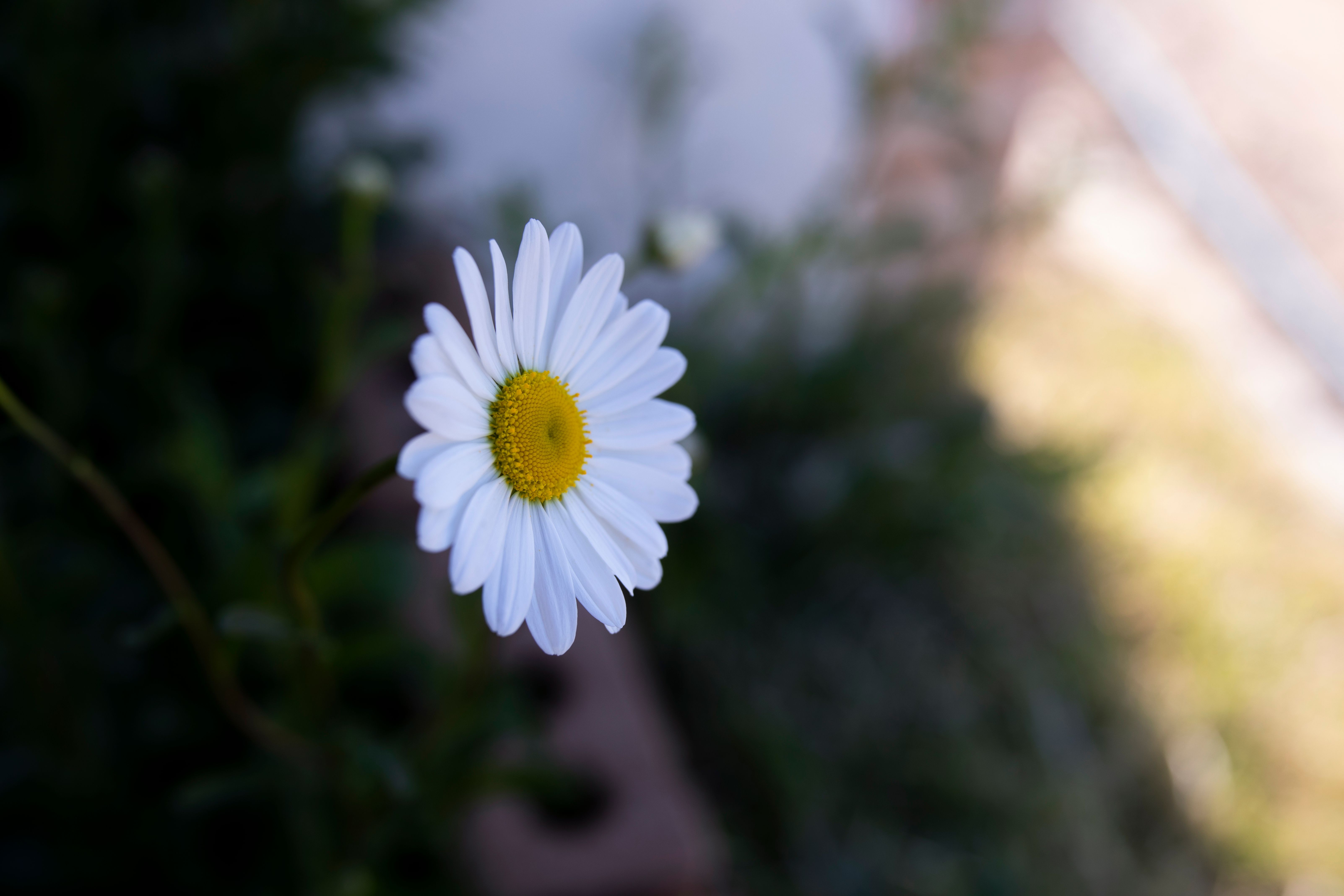 Close up of Chamomile Flower · Free Stock Photo