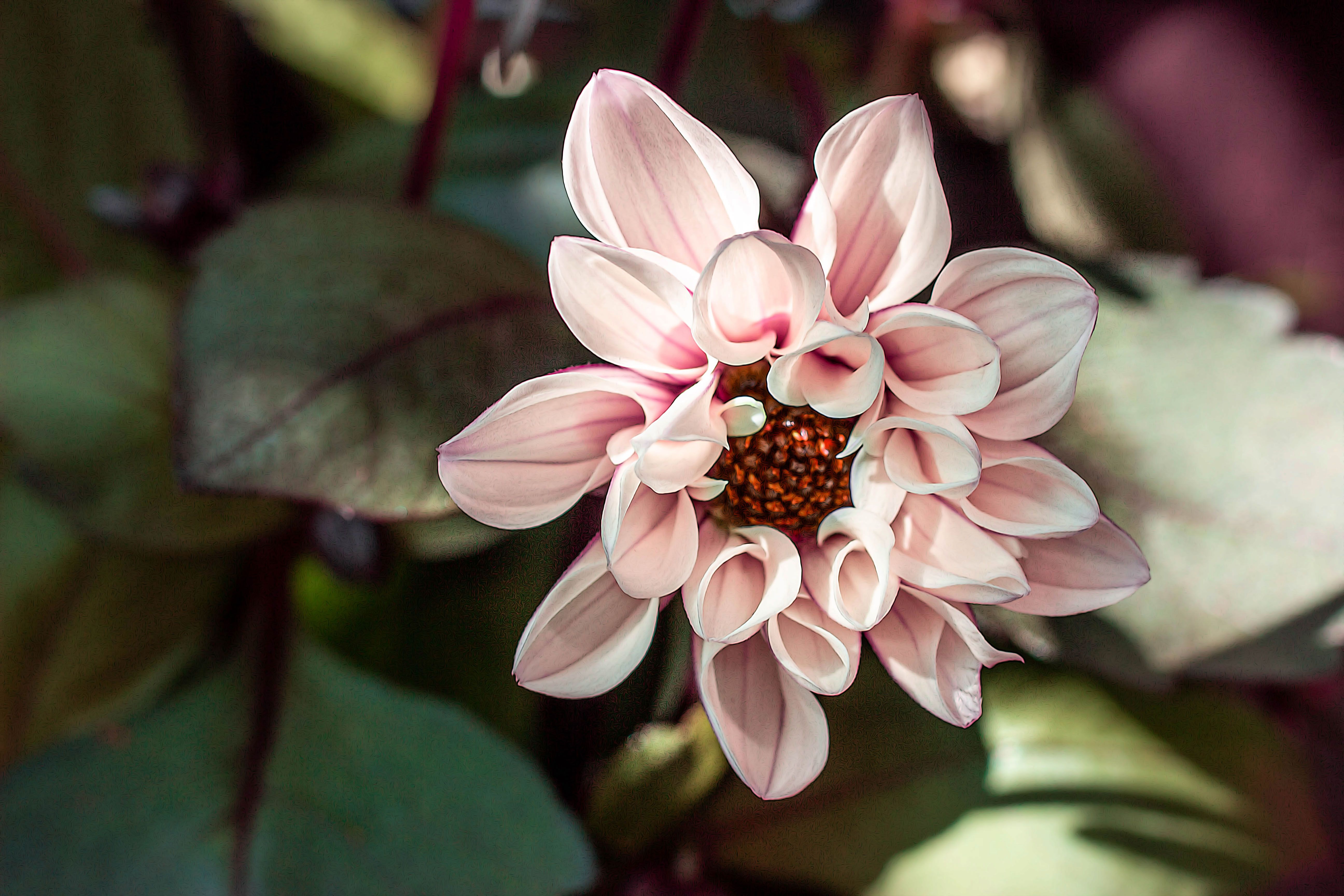 Night flowering jasmine · Free Stock Photo