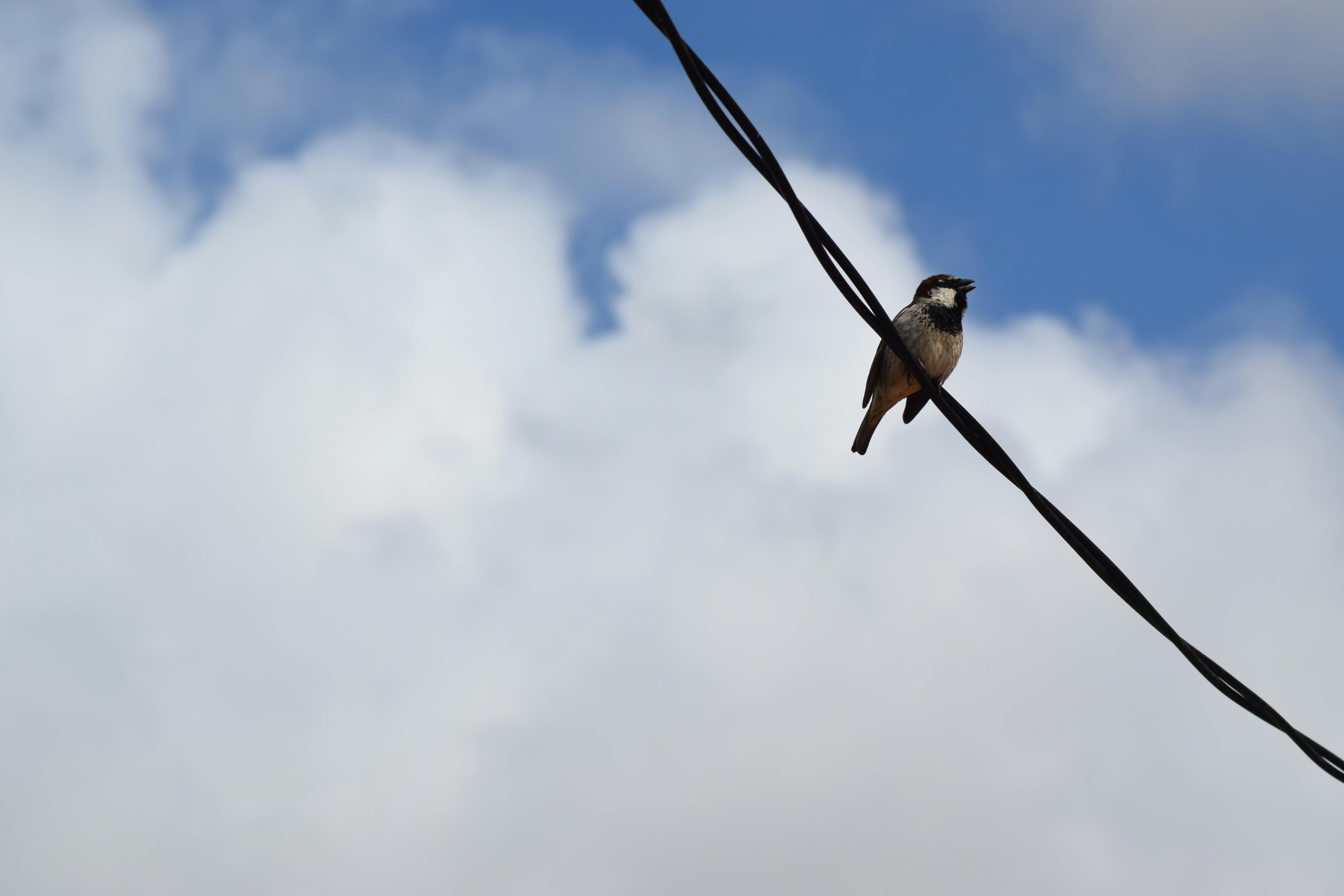 Bird On Cable Wire · Free Stock Photo