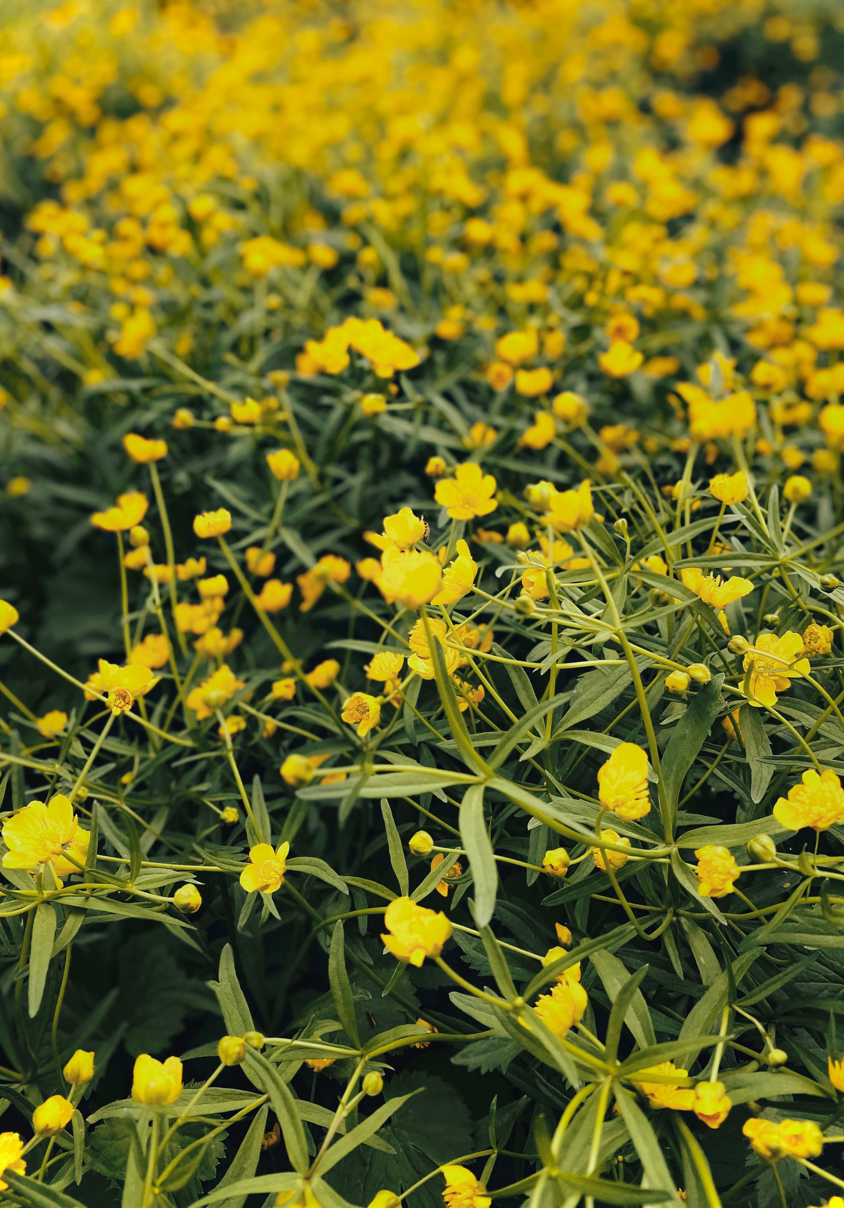 Yellow Rapeseed Flower Field · Free Stock Photo