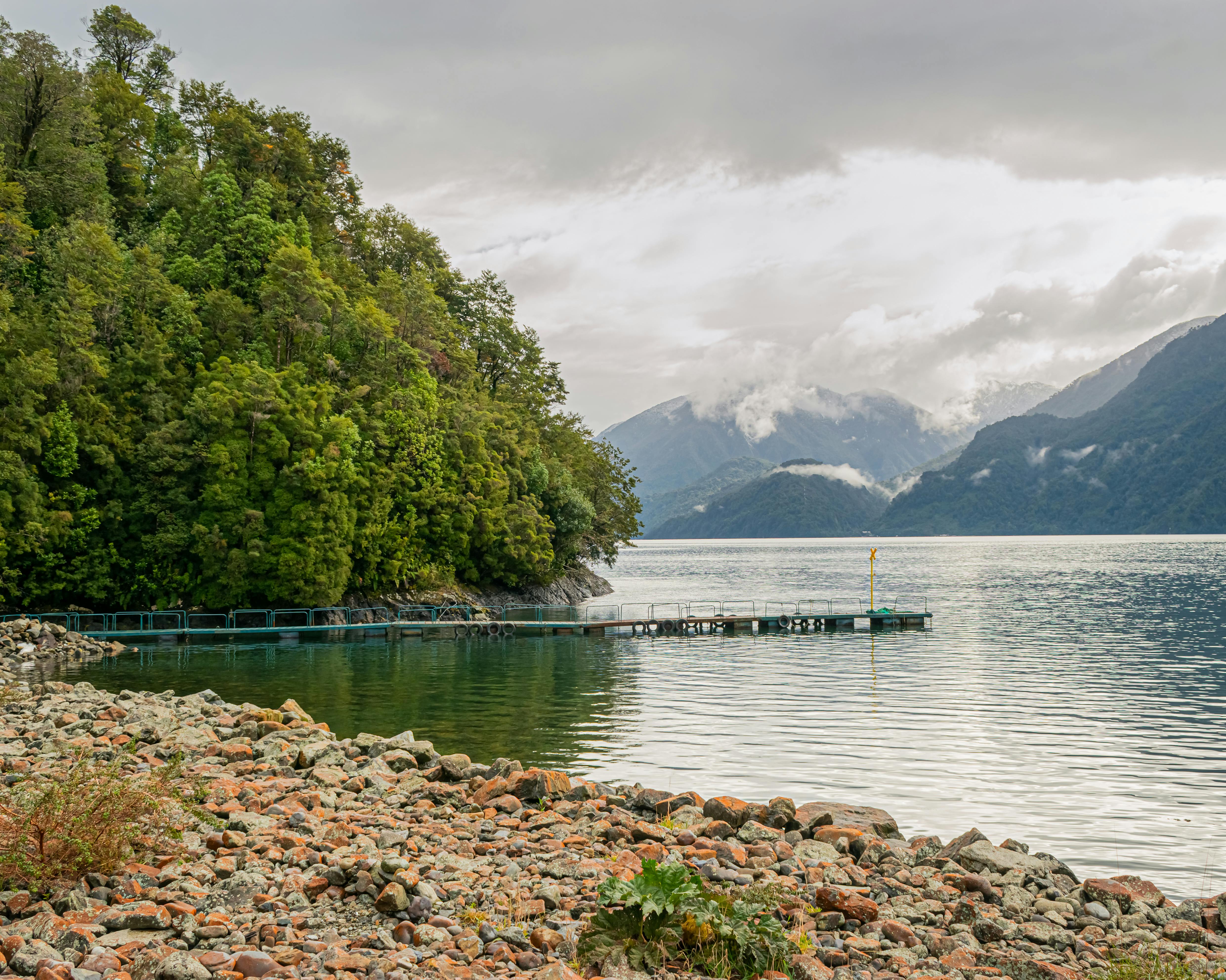 Pebbles and Trees on Lakeshore · Free Stock Photo