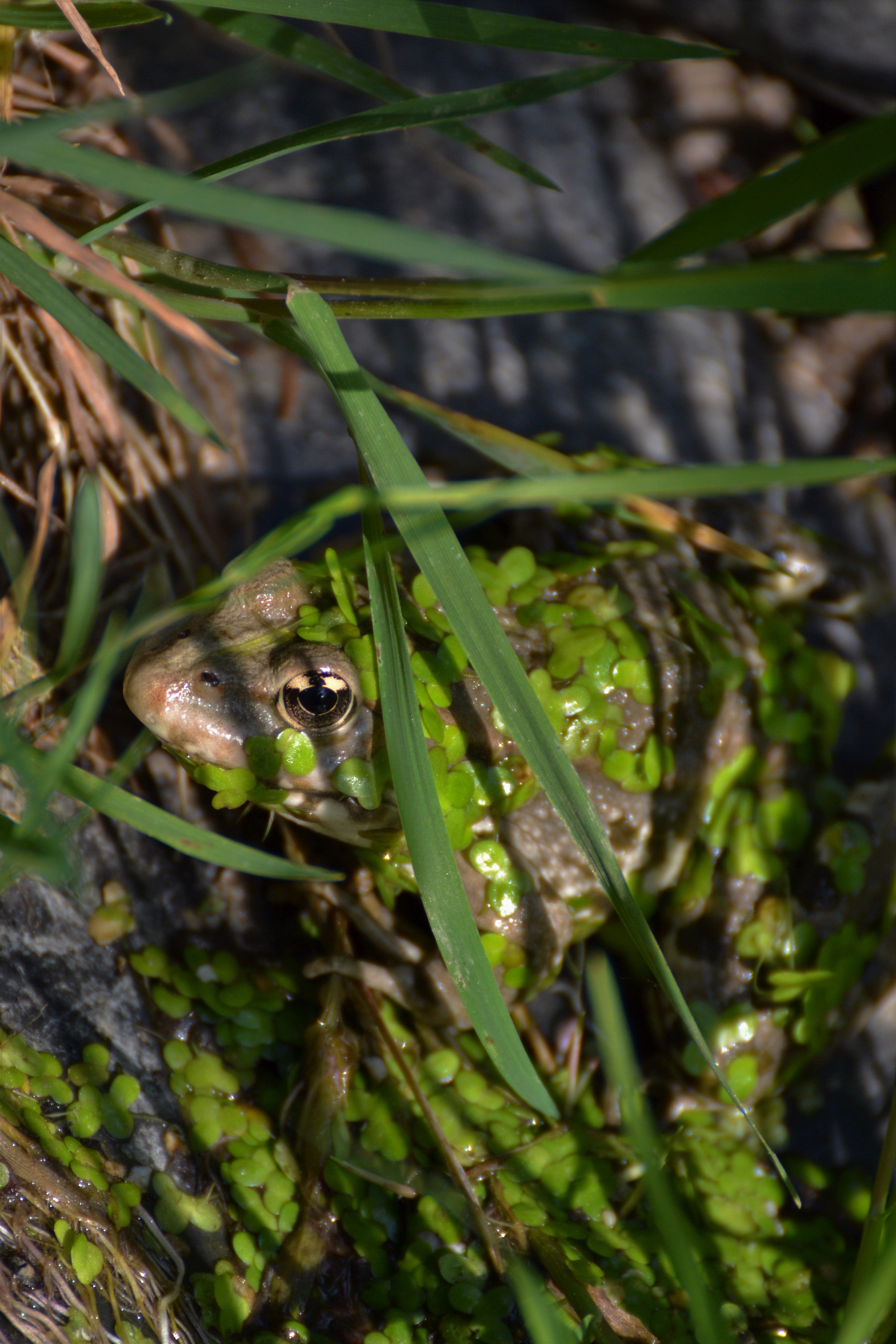 Frog Wallpaper Photos, Download The BEST Free Frog Wallpaper Stock ...