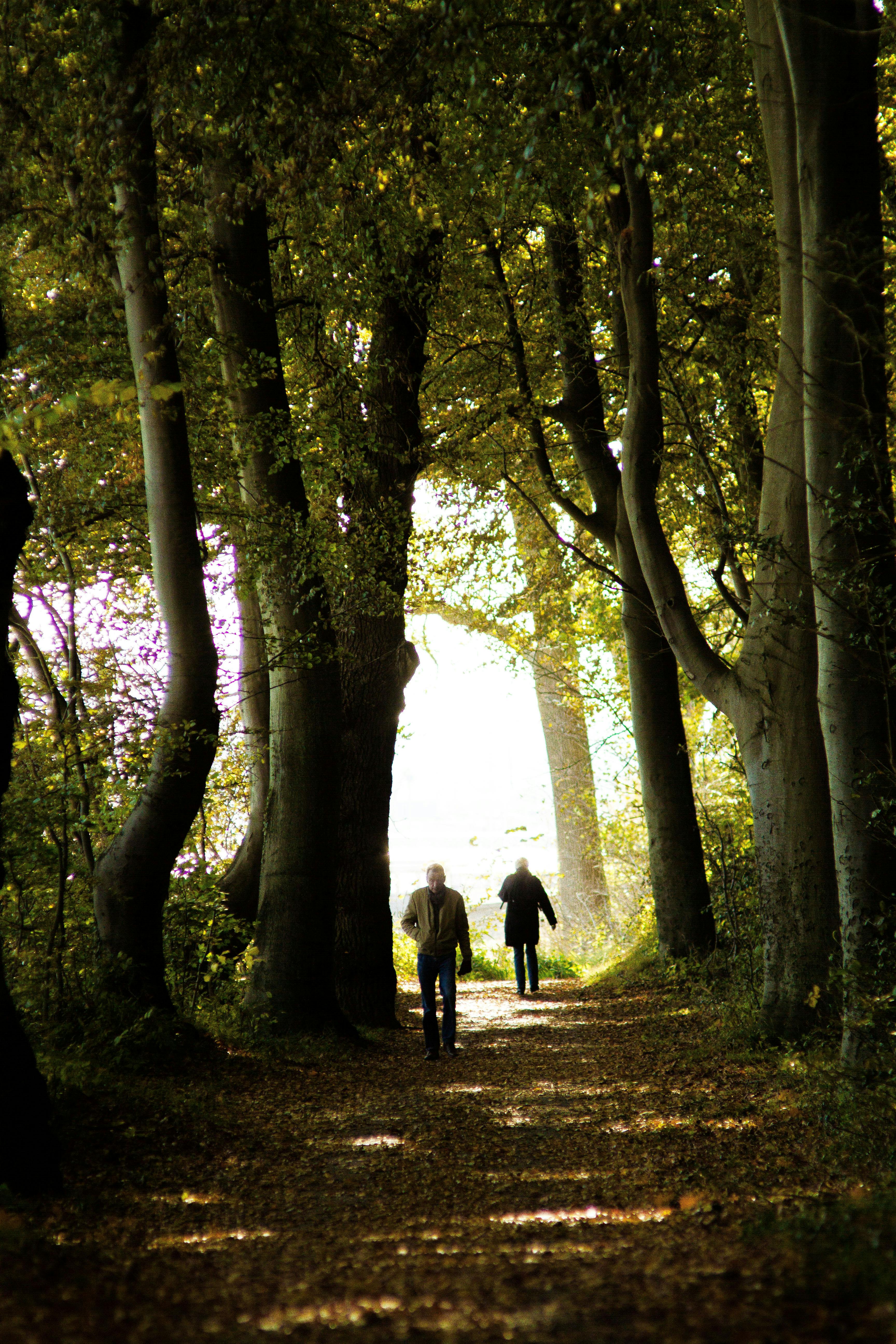 People Walking in the Forest · Free Stock Photo