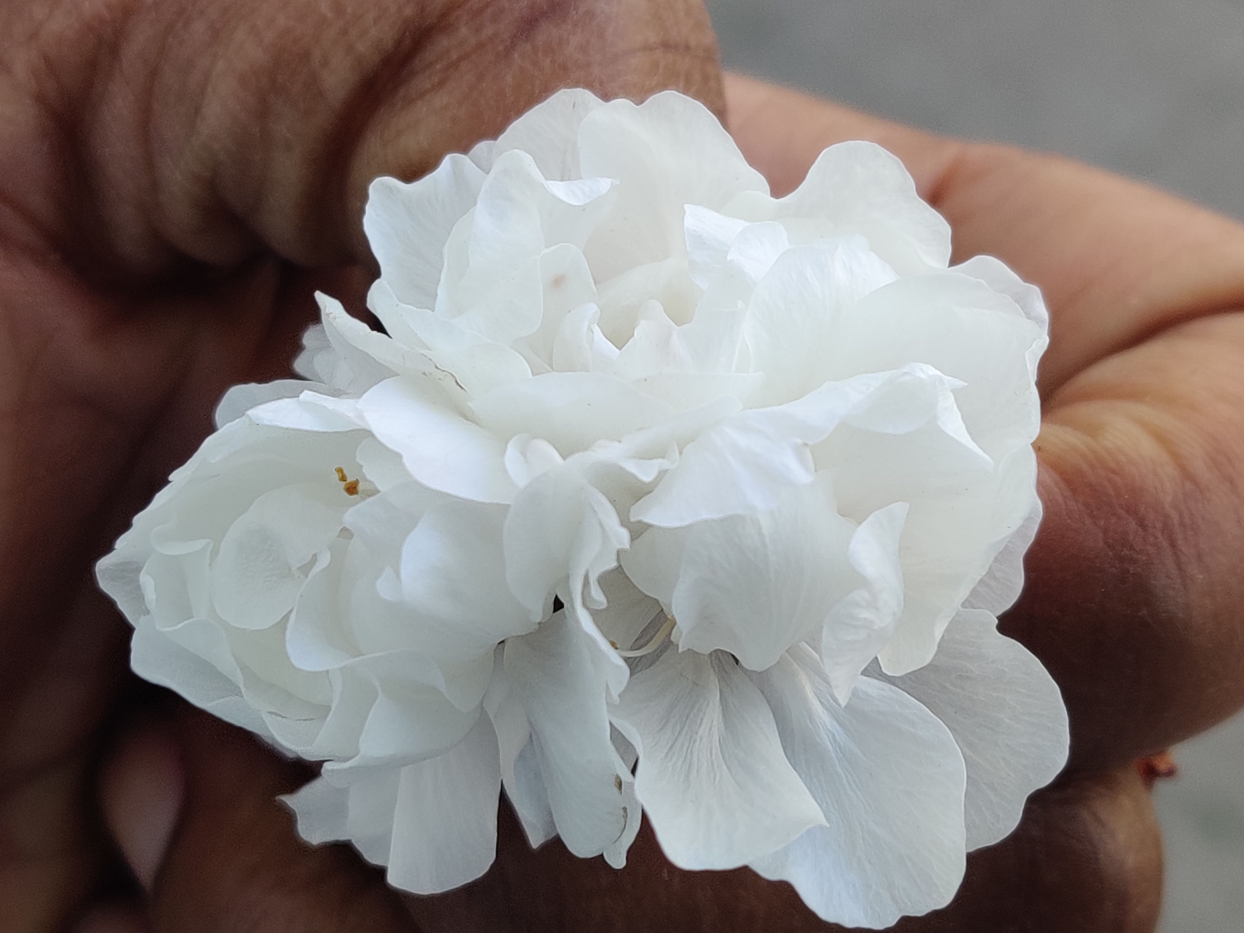 Close-Up Shot of White Flowers · Free Stock Photo