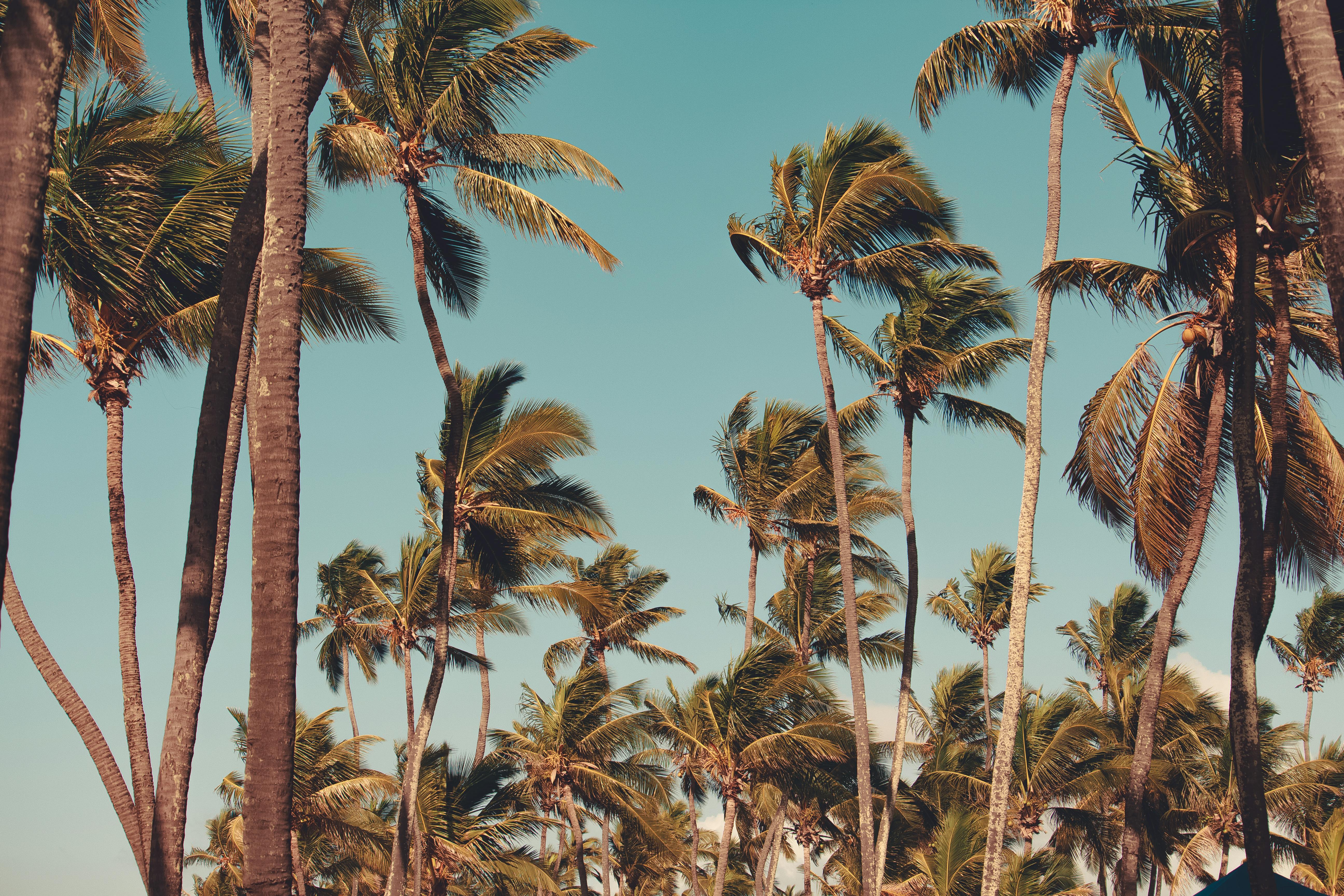 Coconut Trees · Free Stock Photo