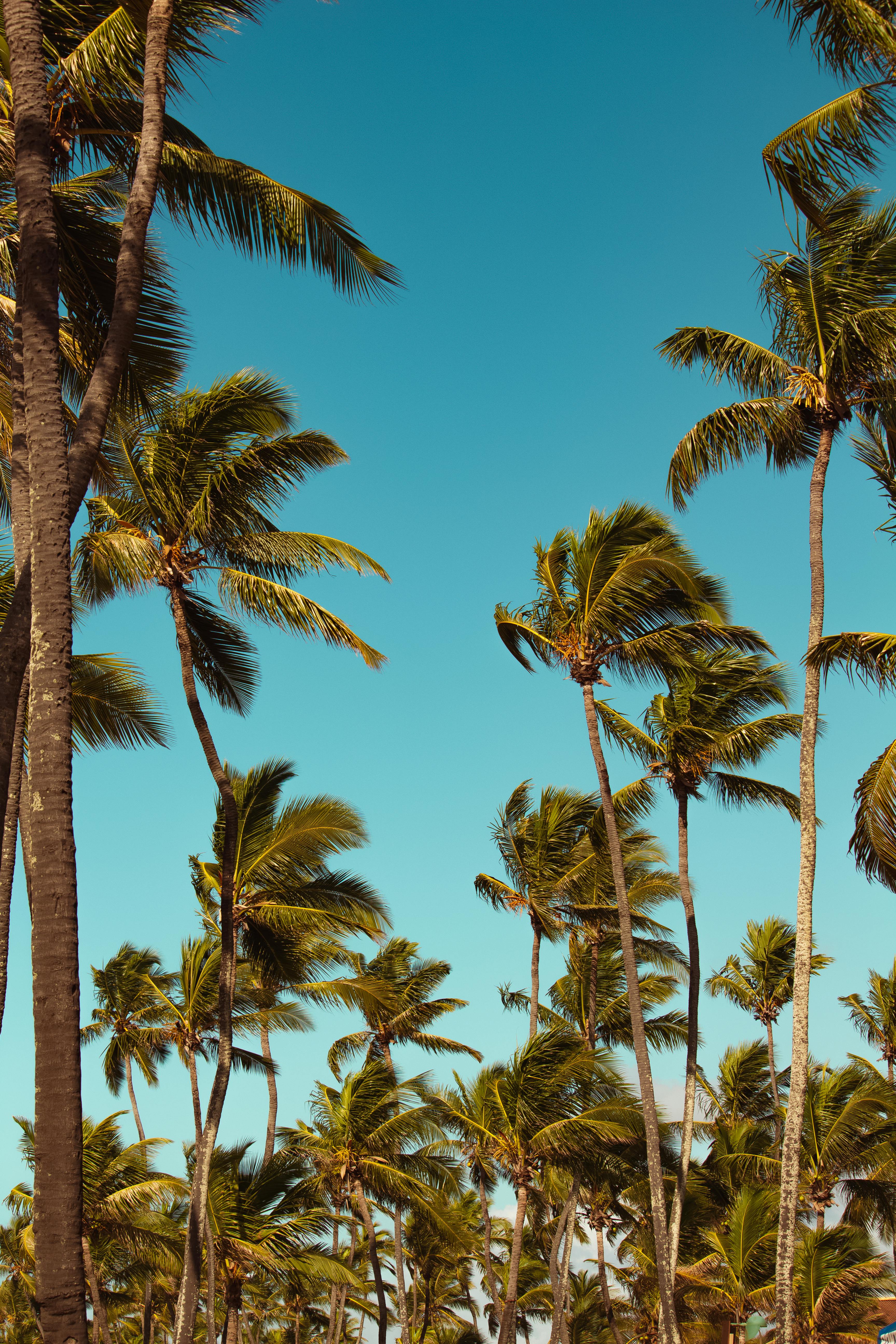 Coconut Trees · Free Stock Photo