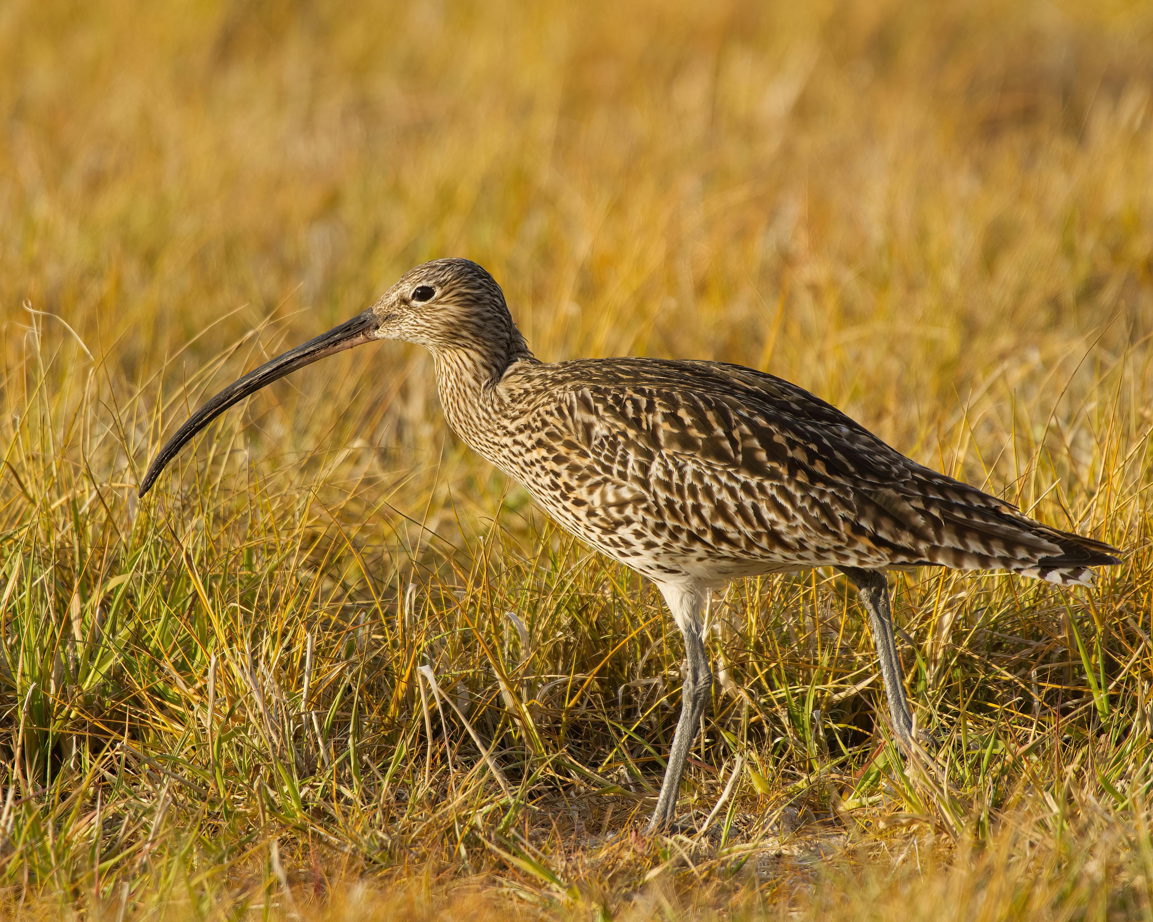 Curlew Photos, Download The BEST Free Curlew Stock Photos & HD Images