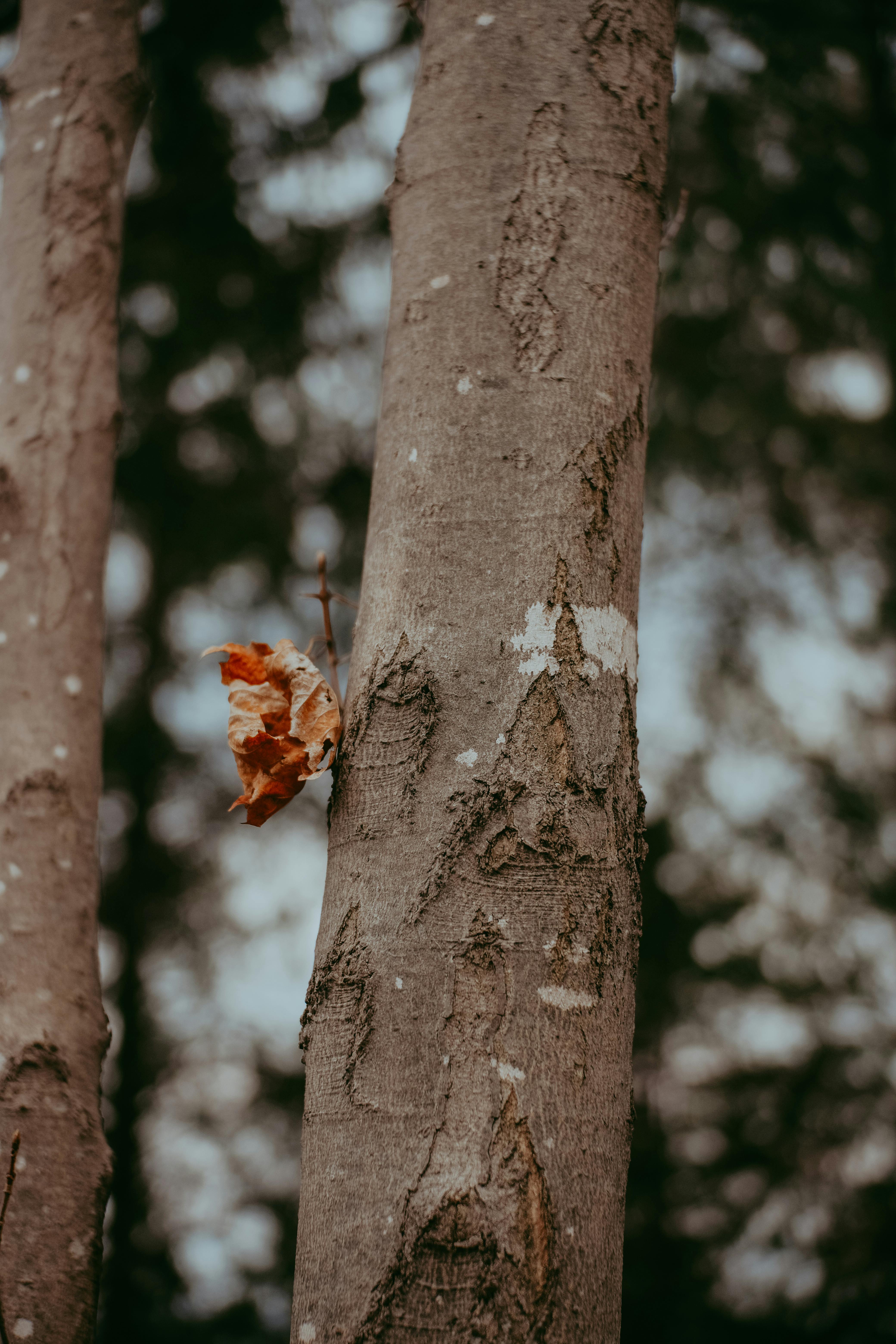 Close Up Photo of a Tree · Free Stock Photo