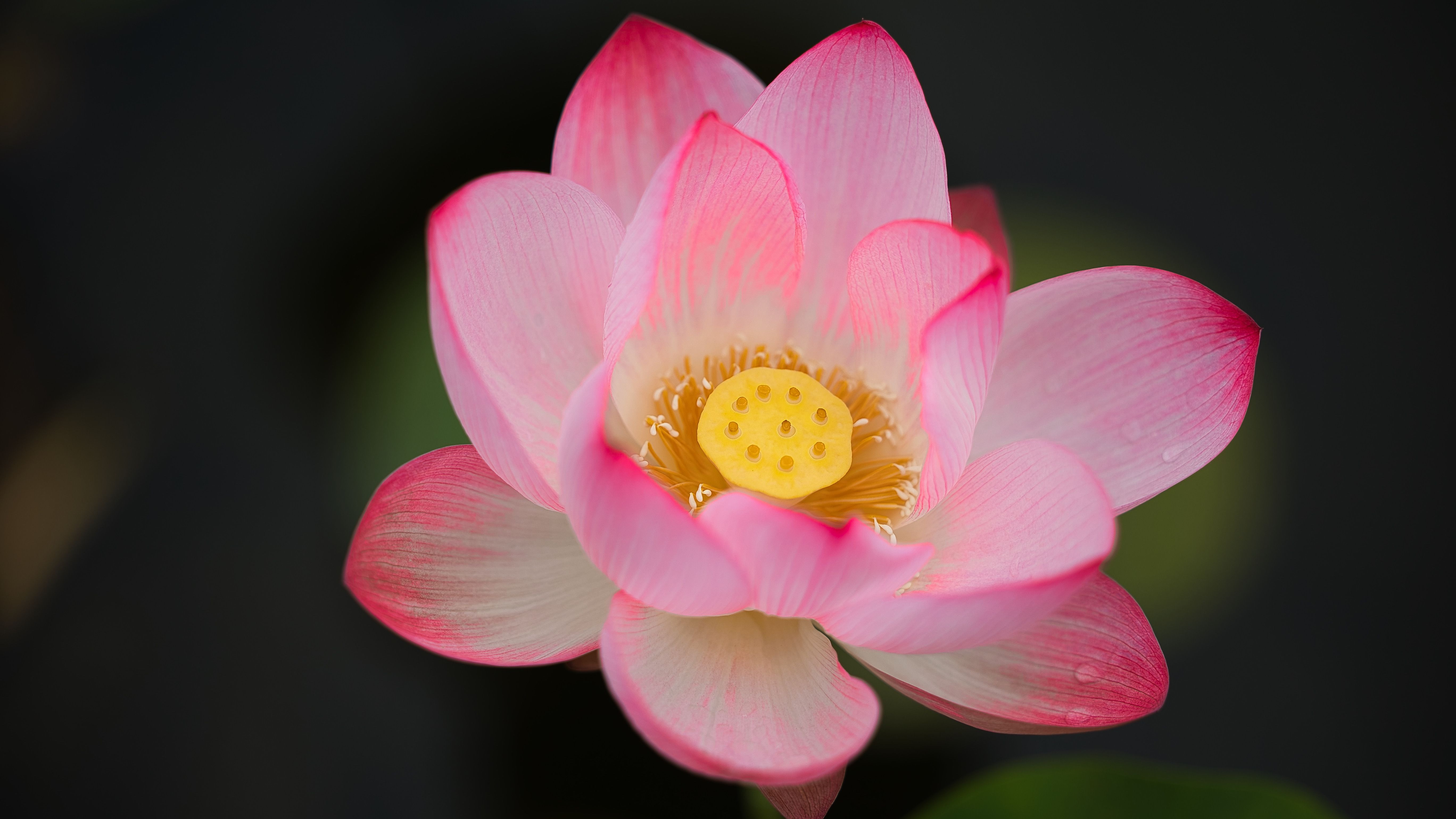 Close Up Photo of Lotus Flower Seeds · Free Stock Photo