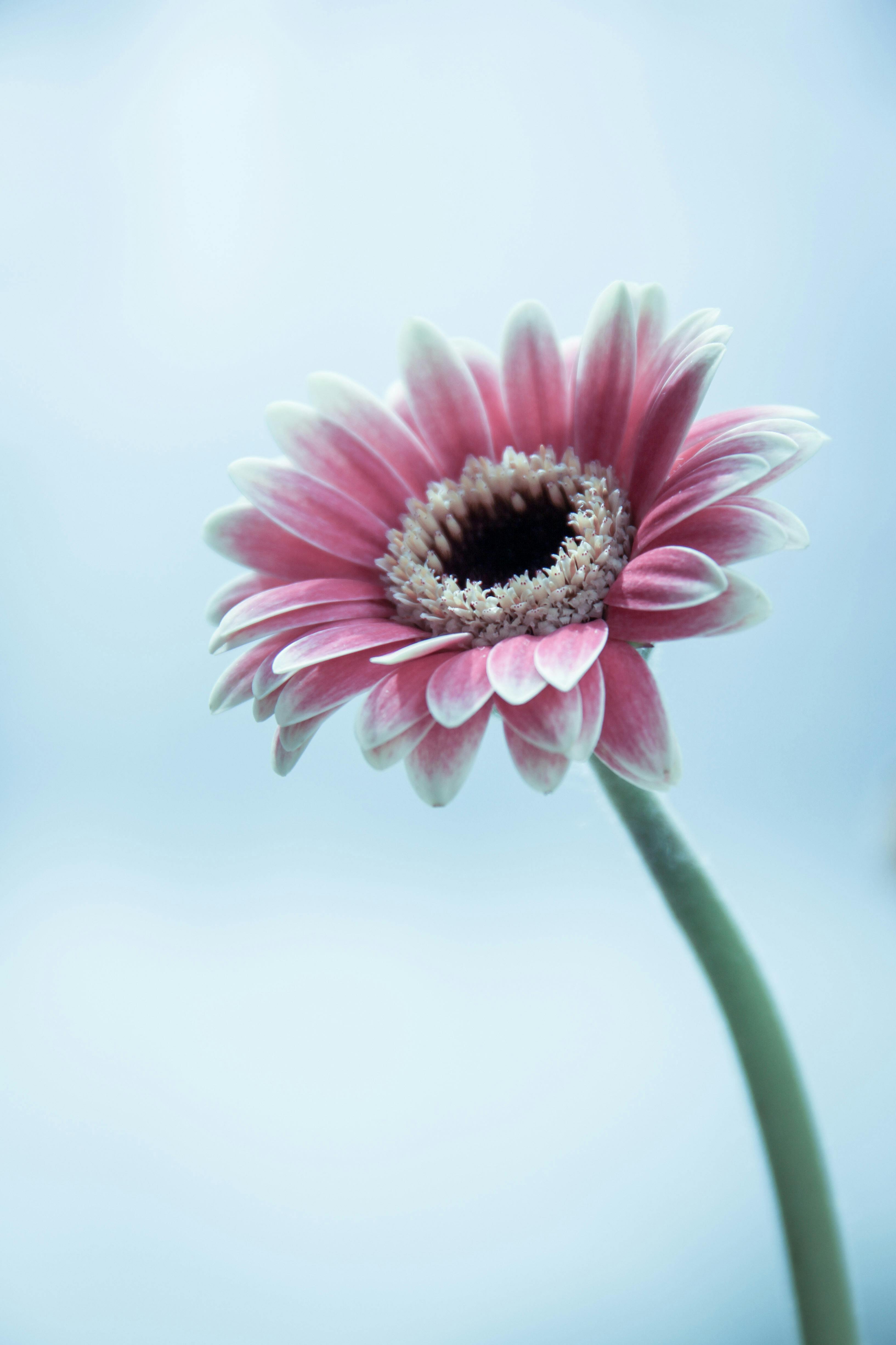 Close up of a Flower · Free Stock Photo