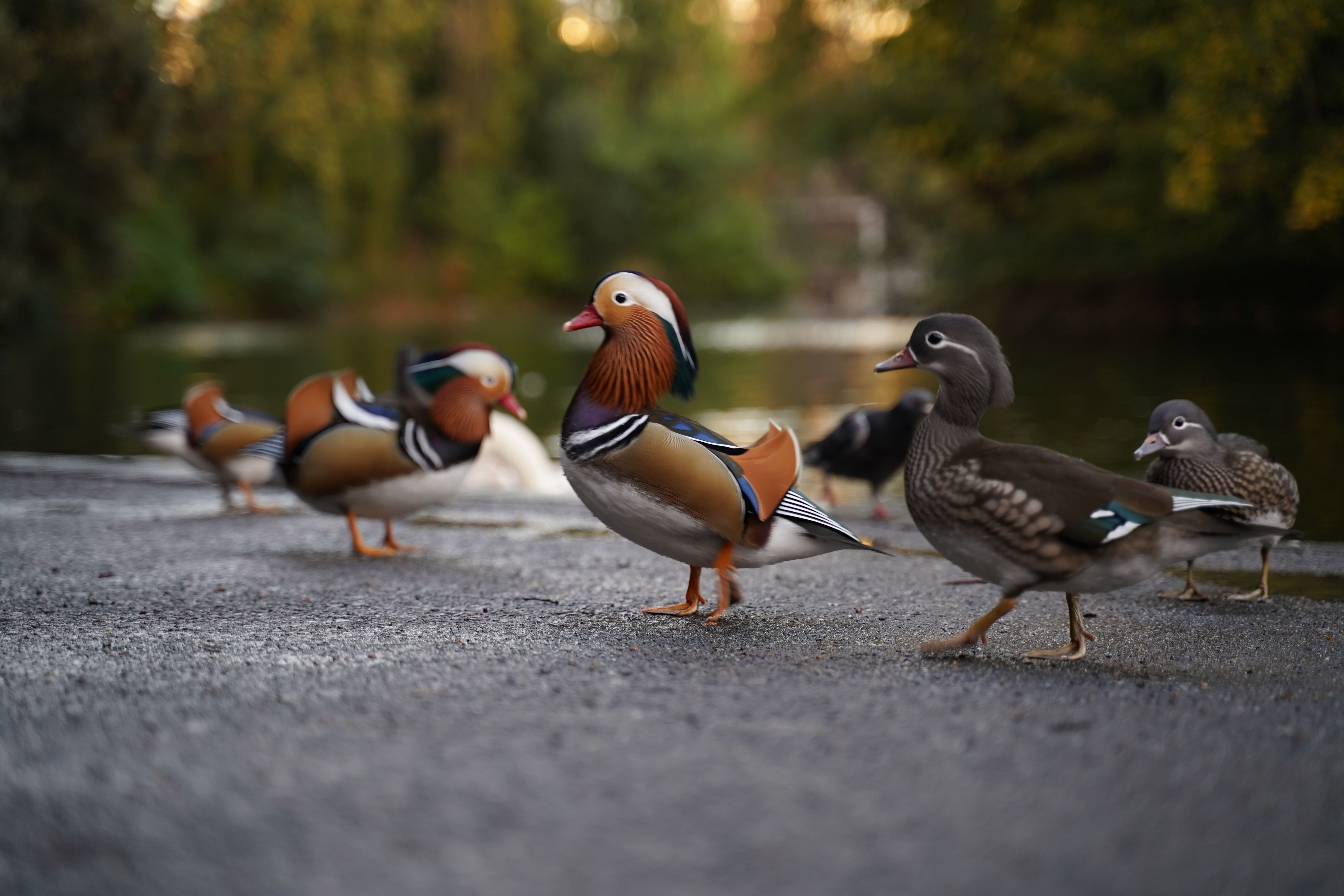 Ducks On Land Photos, Download The BEST Free Ducks On Land Stock Photos ...