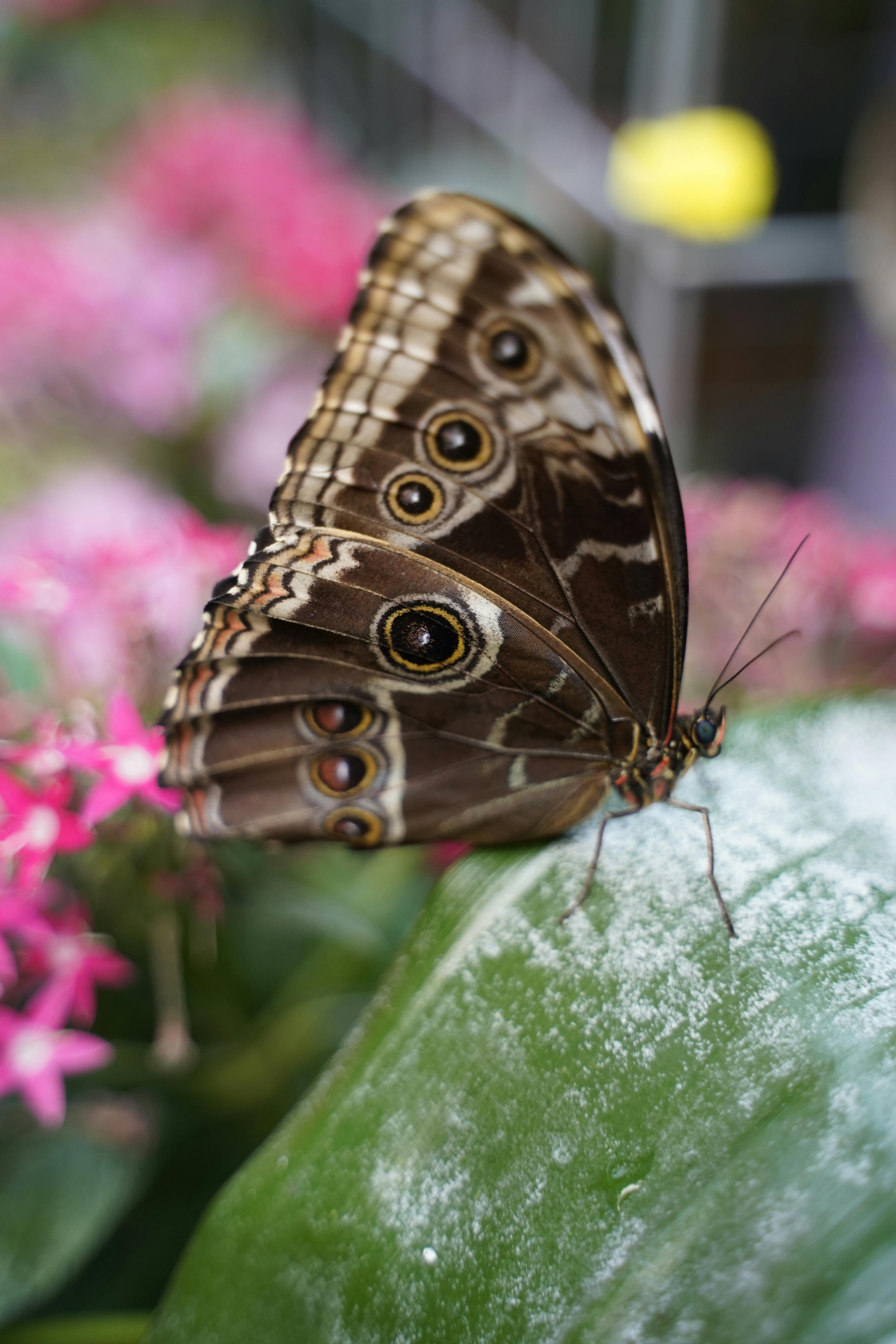 A Woman Looking at Butterfly Exhibits in a Museum · Free Stock Photo