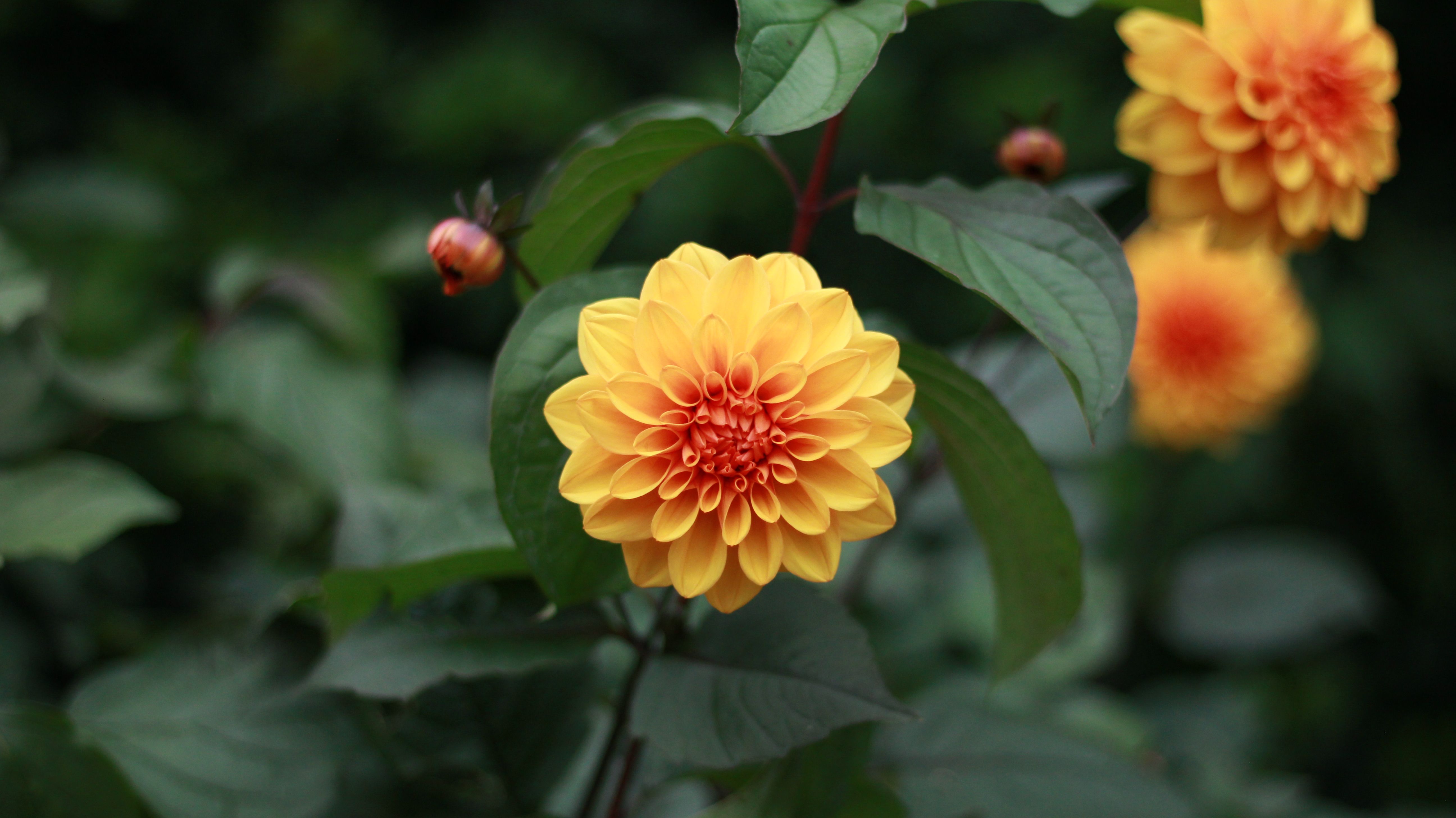 Close-Up Photo of Dahlia Flower · Free Stock Photo