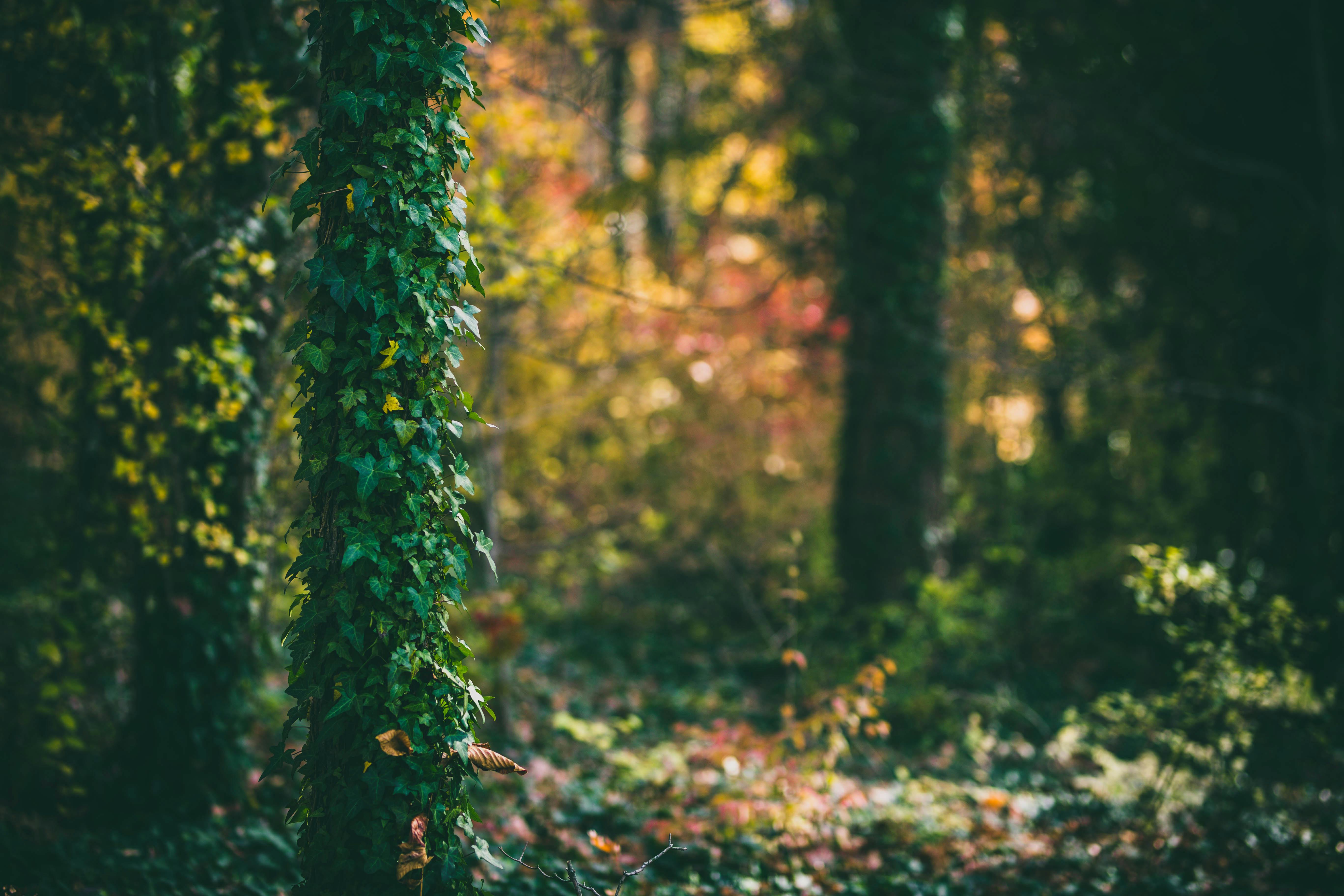 Vines Forest Photos, Download The BEST Free Vines Forest Stock Photos ...