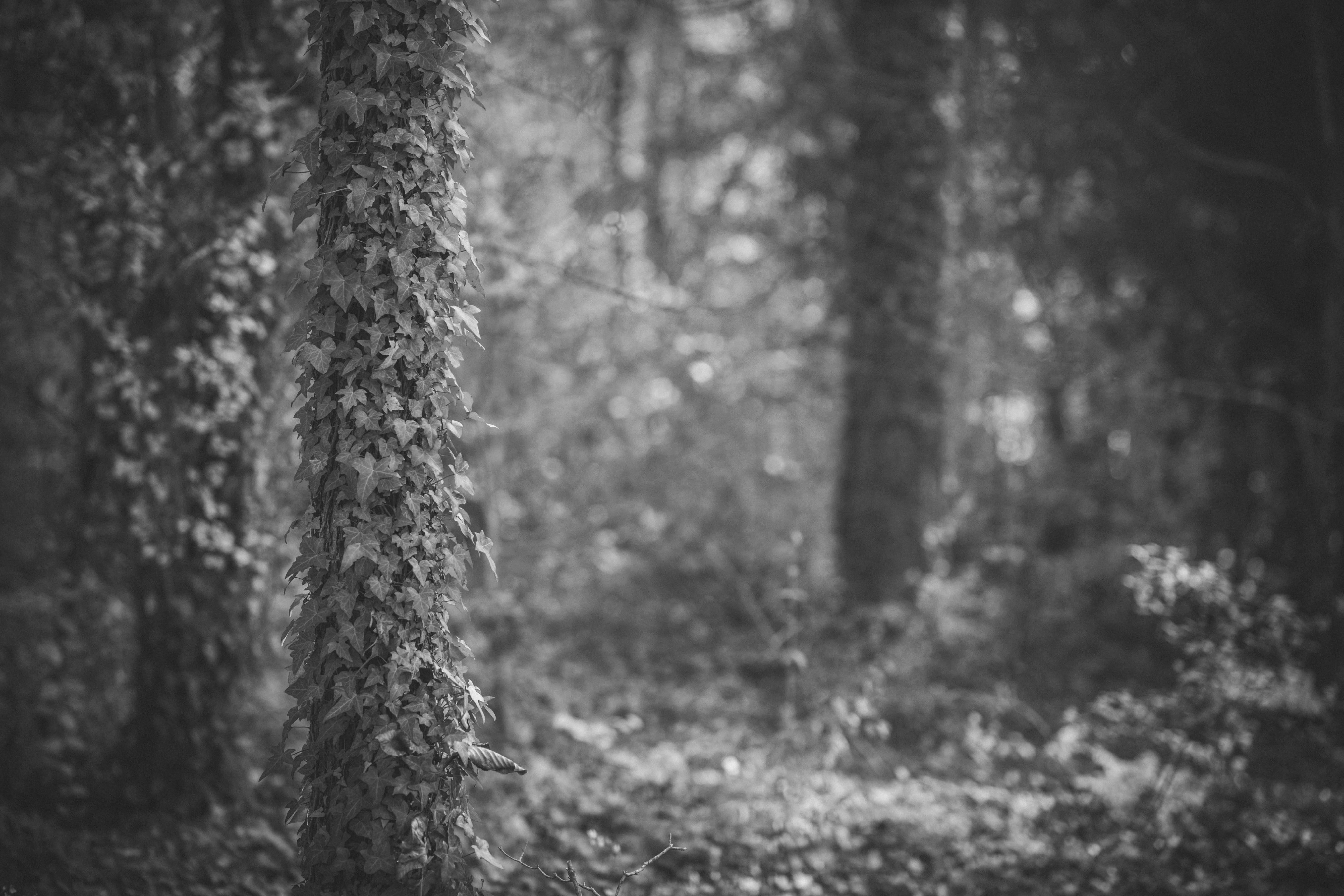 Grayscale Photo of Trees in the Forest · Free Stock Photo