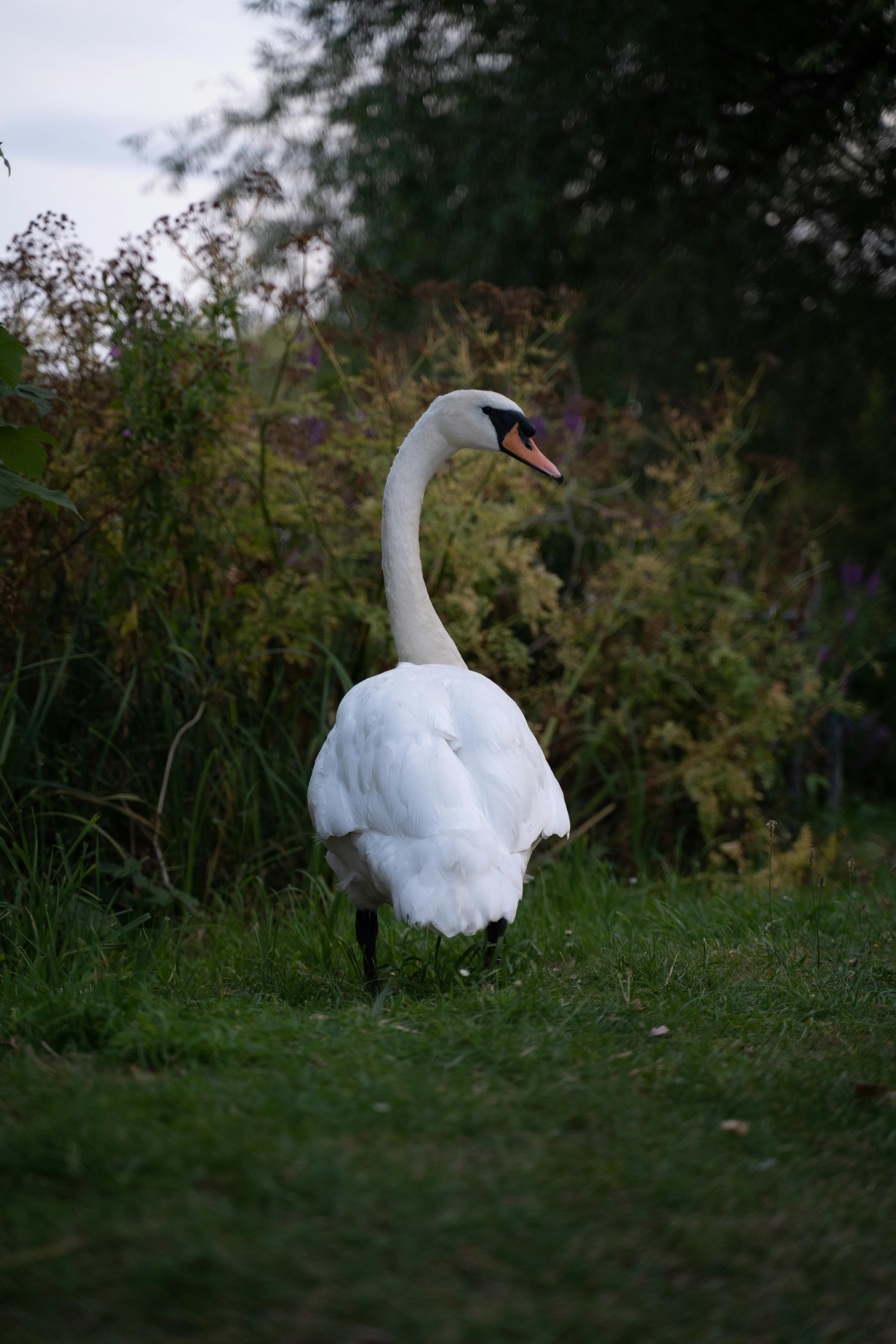 4000张最精彩的 Swan Sex”图片 · 100免费下载 · Pexels素材图片