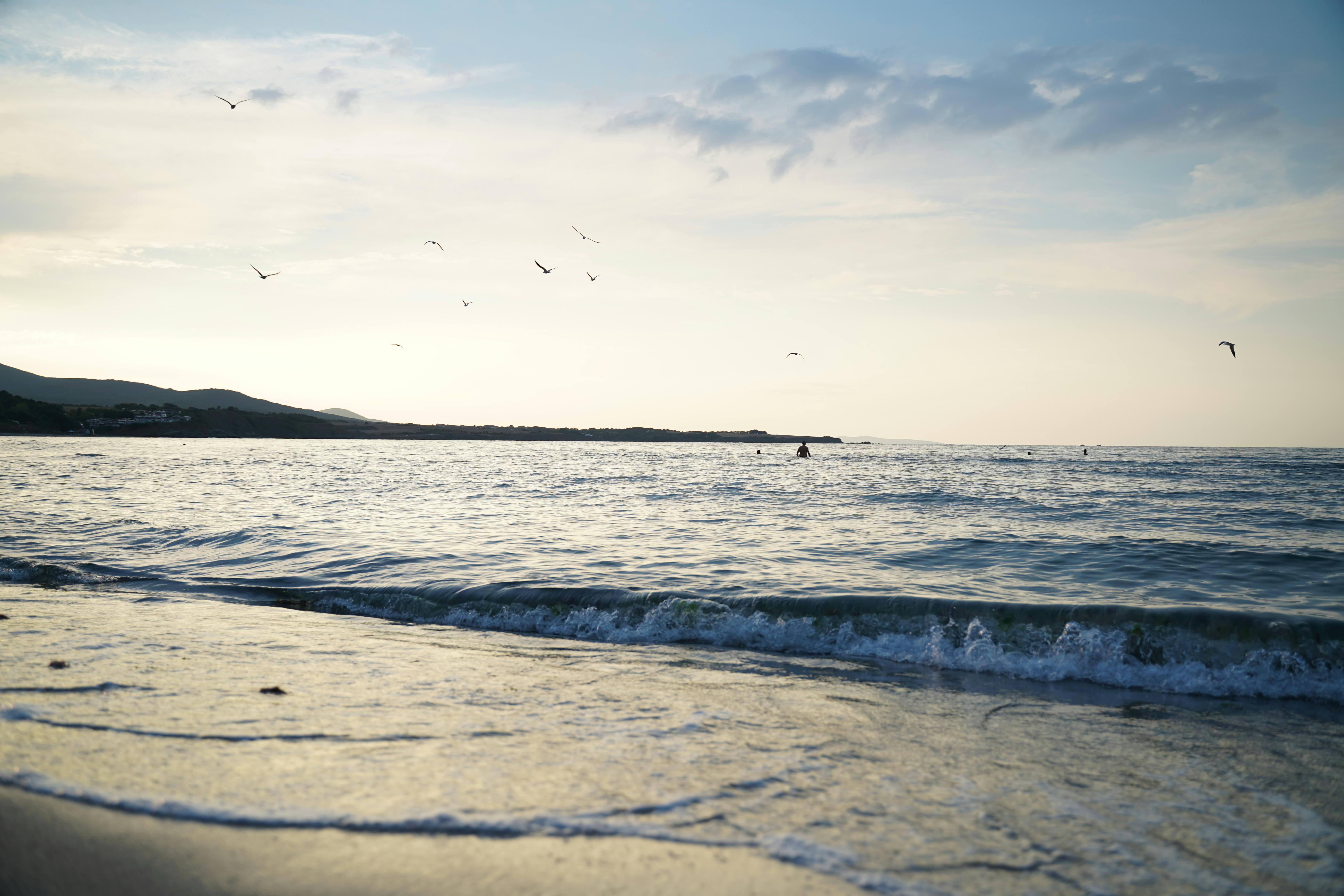 Birds Flying over Sea · Free Stock Photo