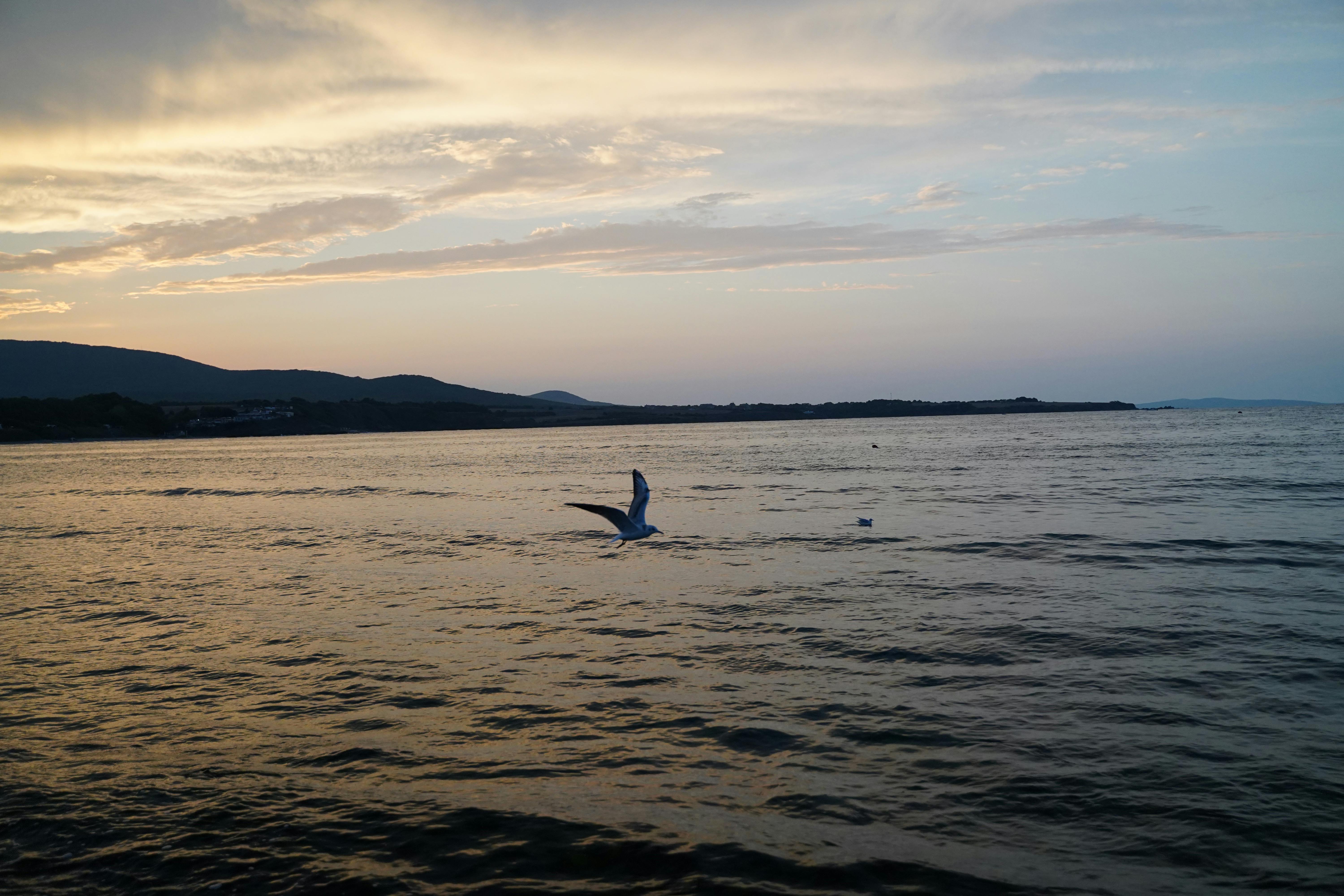 Bird Flying Over the Sea · Free Stock Photo