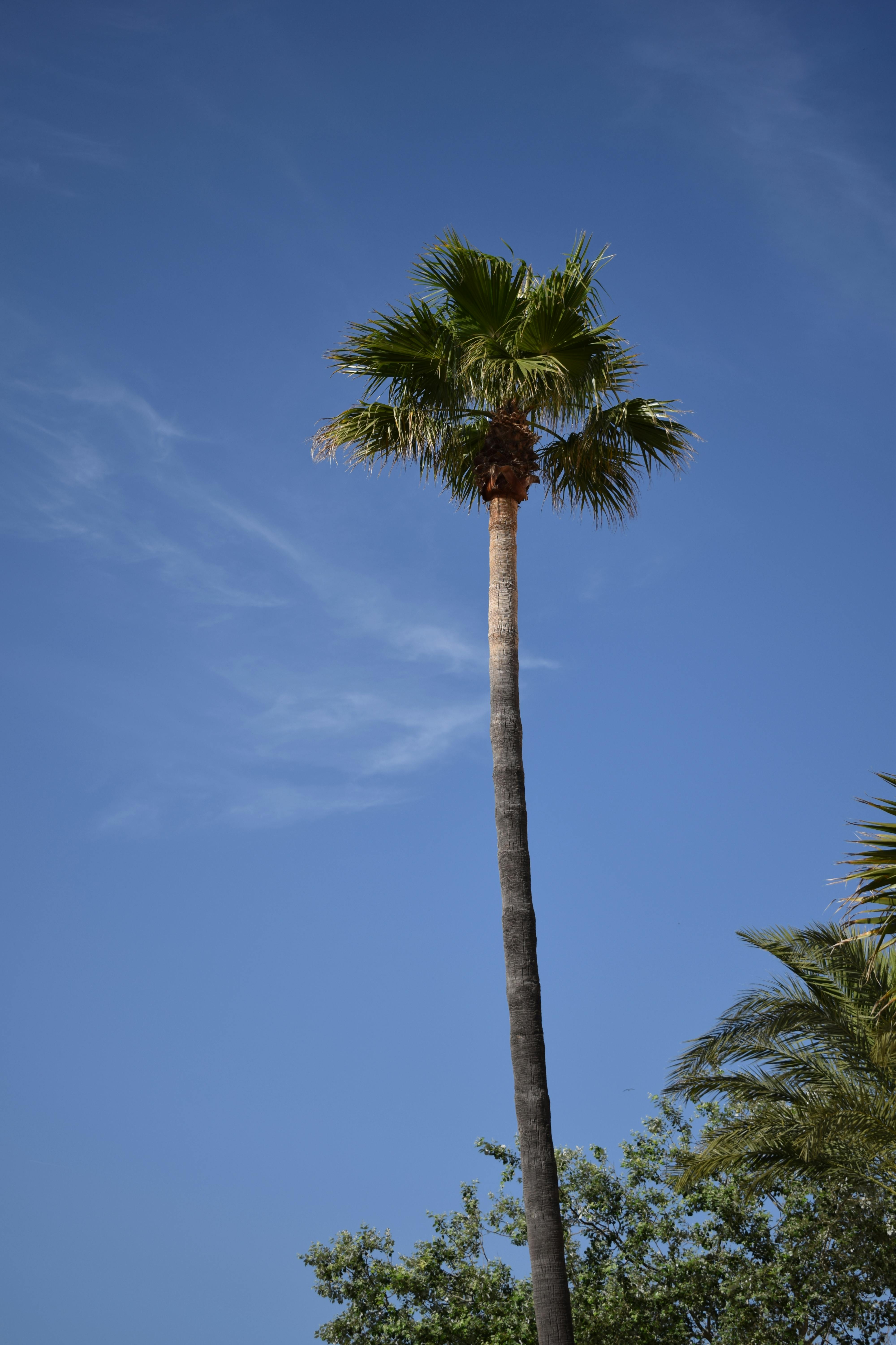 Photo of Palm Trees · Free Stock Photo