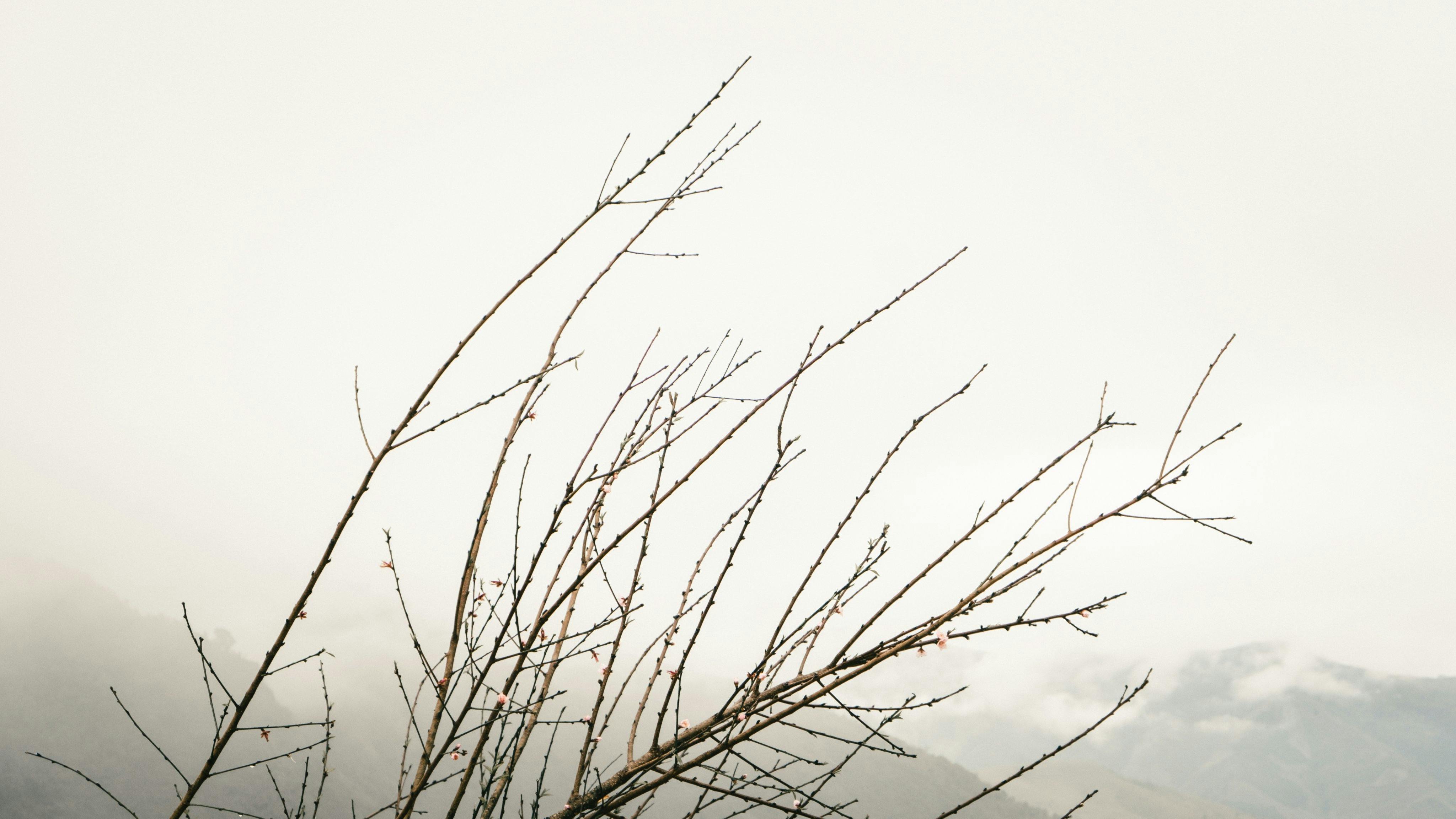 Photo of Leafless Tree · Free Stock Photo